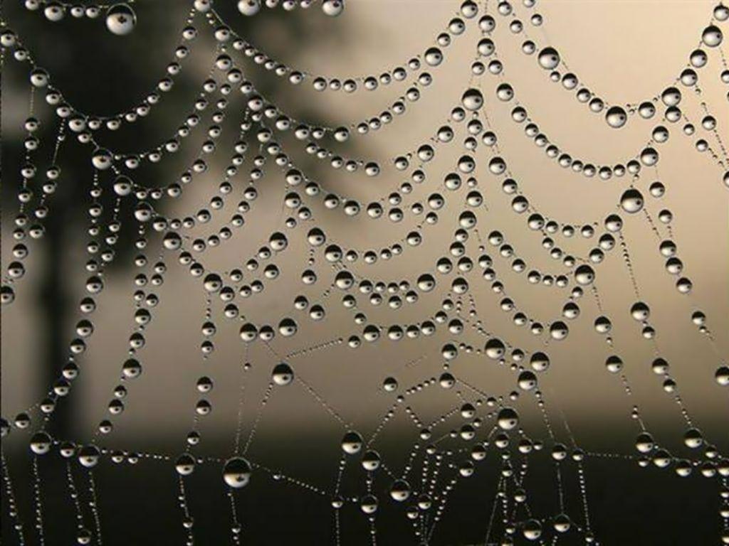 3D Spider Web Wallpapers - Top Free 3D Spider Web Backgrounds ...