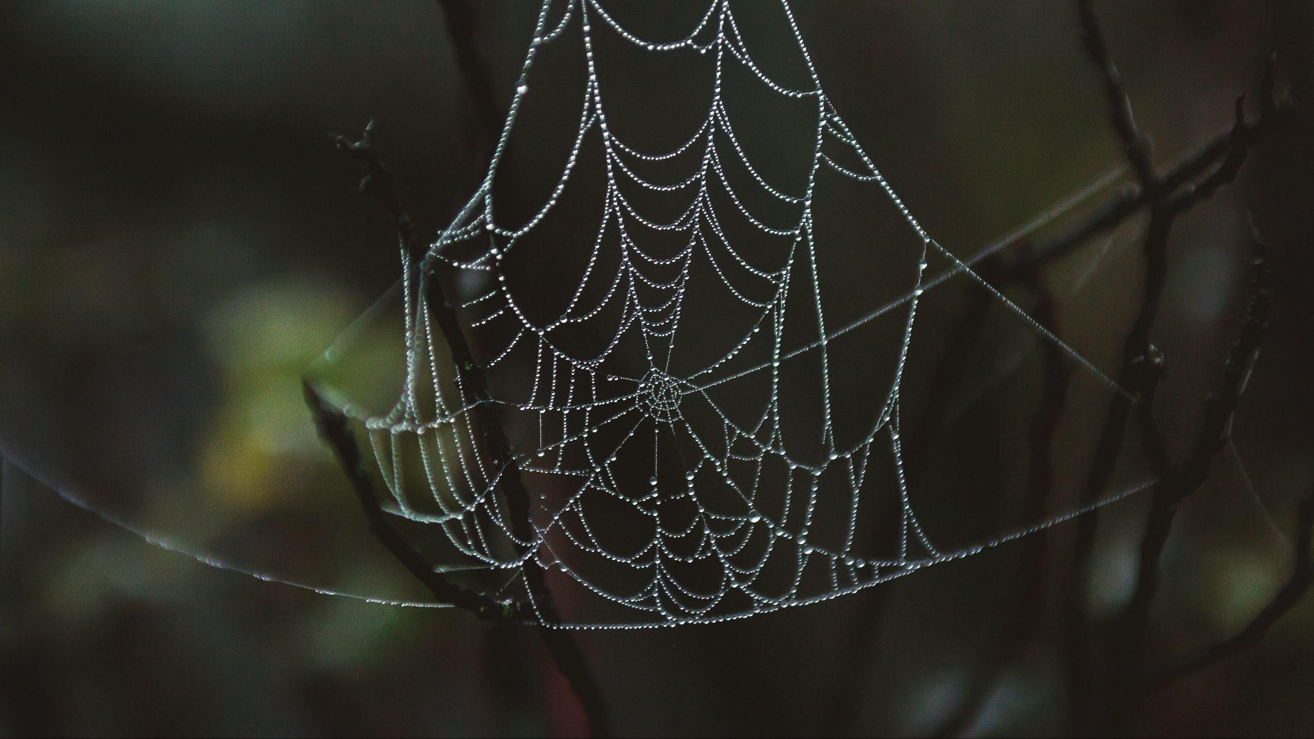 3D Spider Web Wallpapers - Top Free 3D Spider Web Backgrounds ...