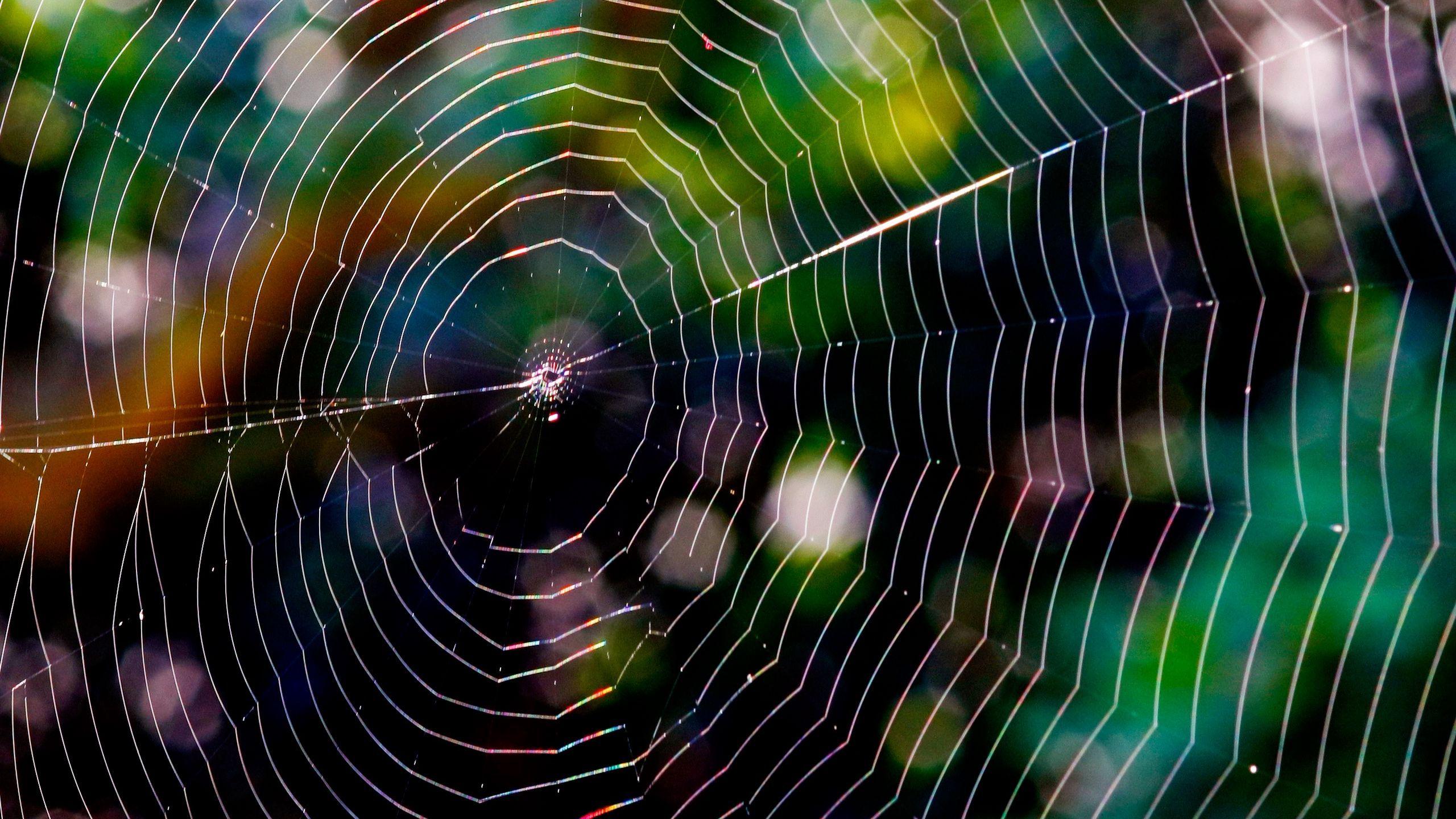 Spider Web Wallpapers - Top Free Spider Web Backgrounds - WallpaperAccess