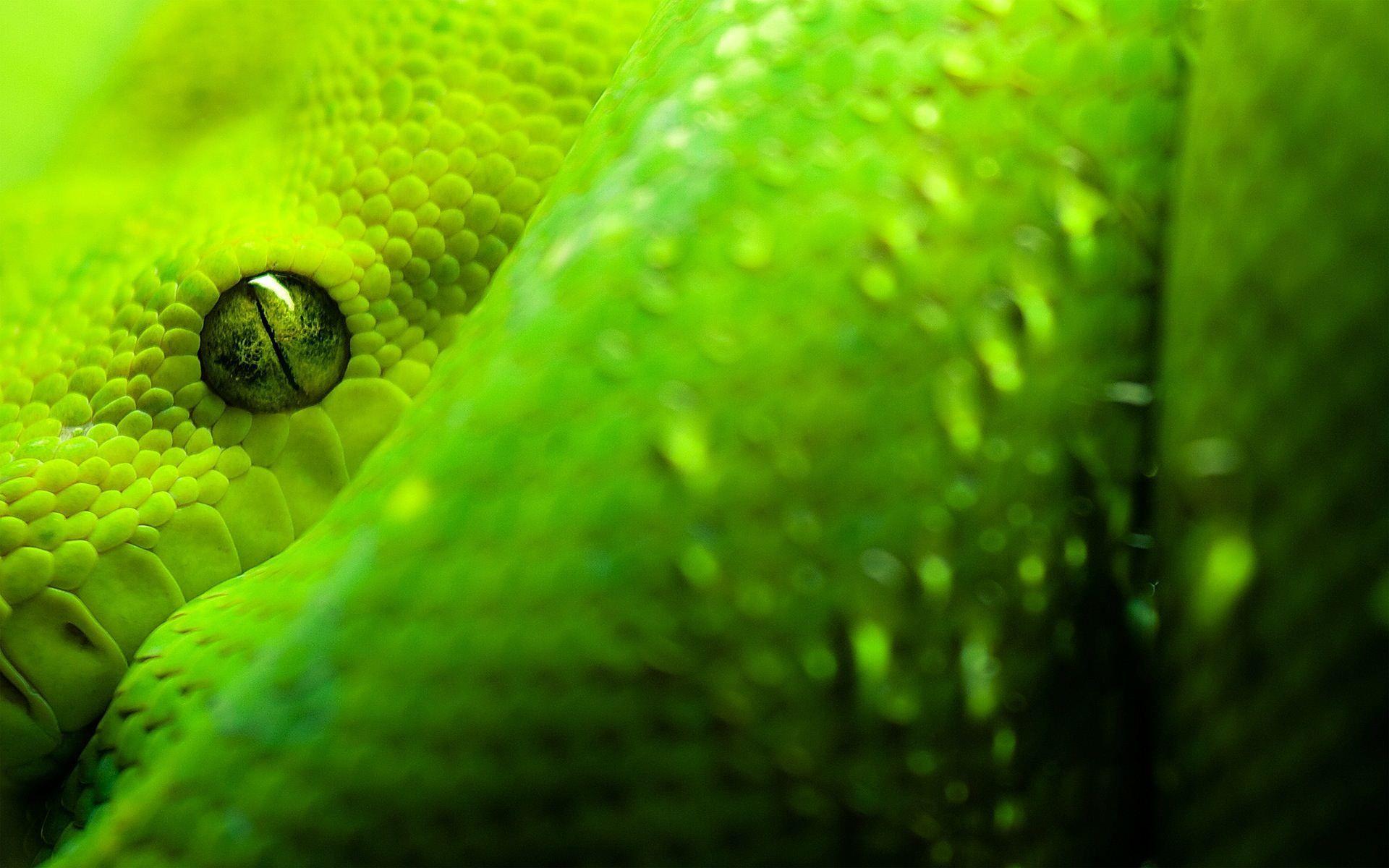 Green and Black Snake Wallpapers - Top Free Green and Black Snake ...