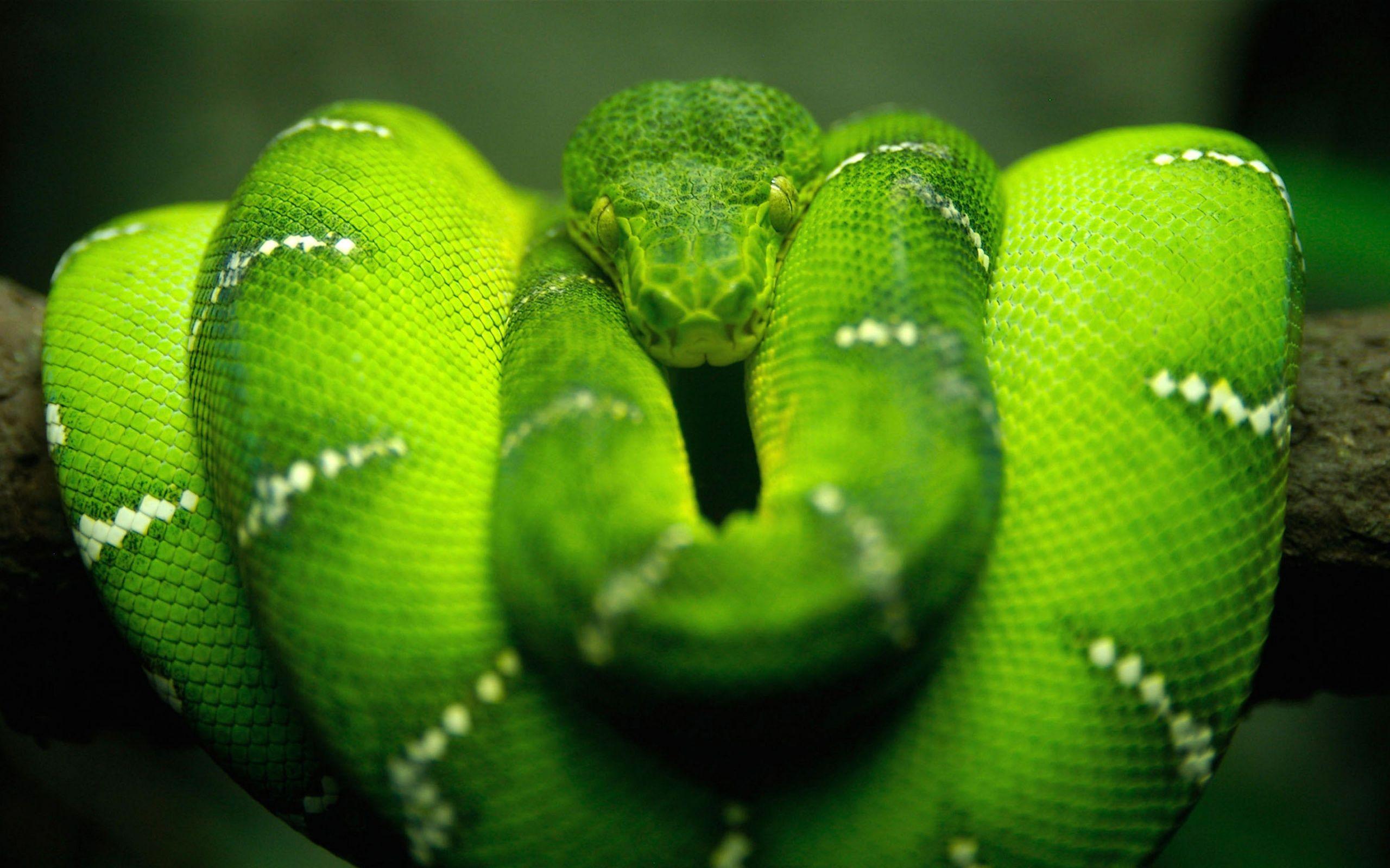 Amazing Snake Wallpapers - Top Free Amazing Snake Backgrounds ...
