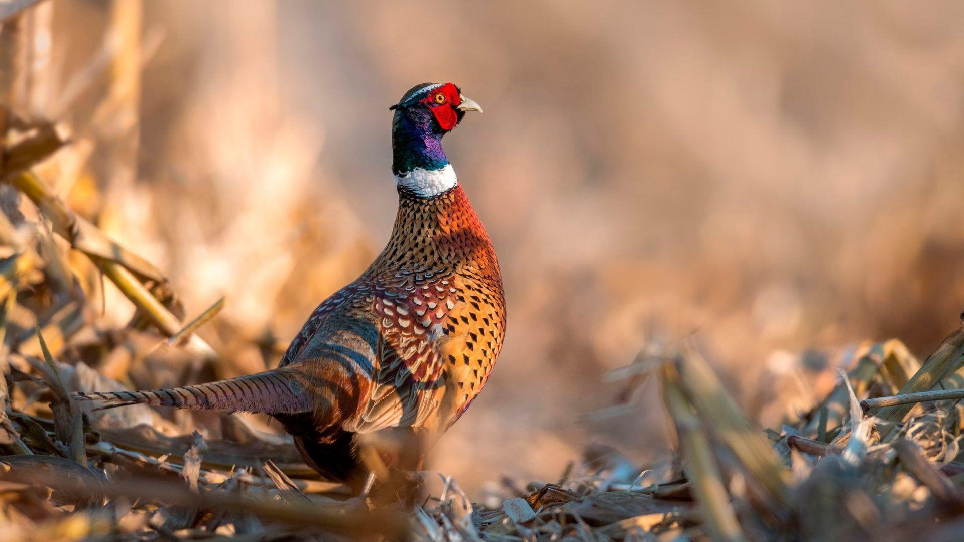 Fall Hunting Wallpapers - Top Free Fall Hunting Backgrounds ...