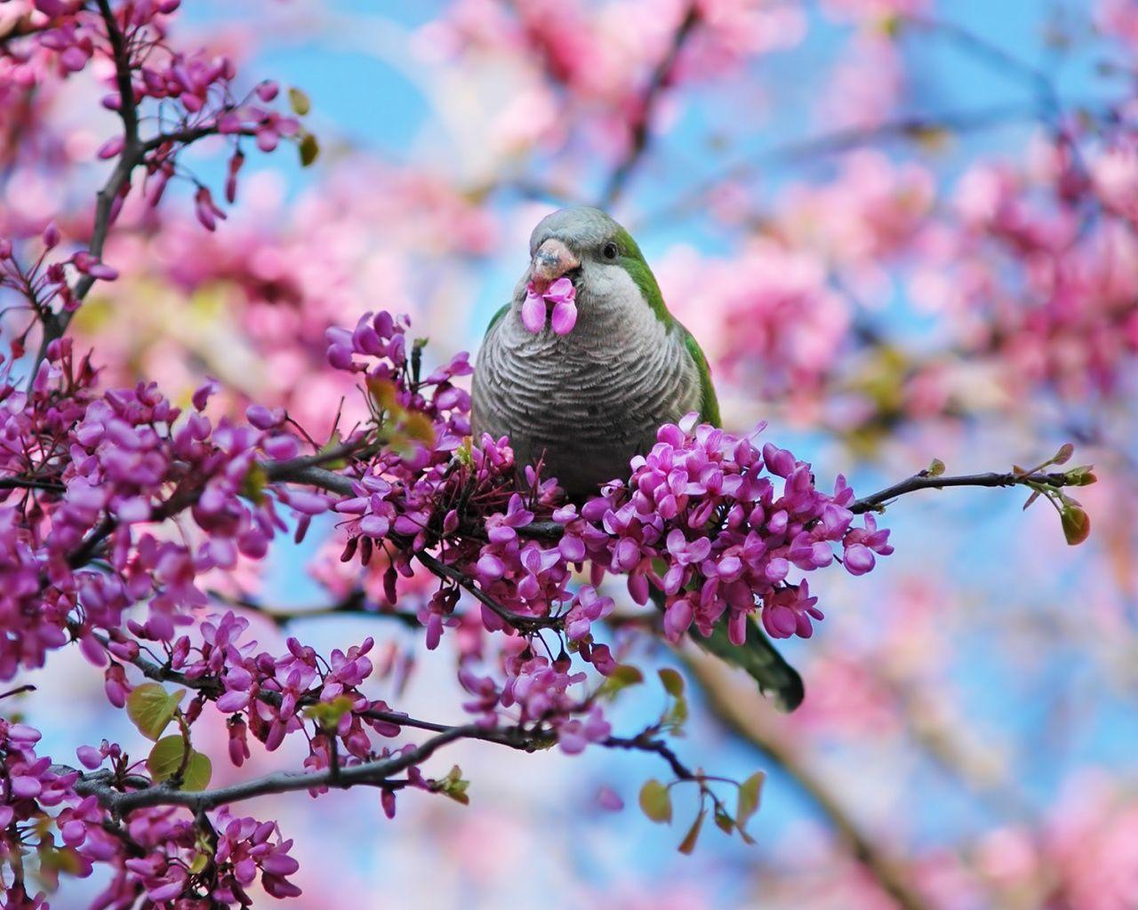 Spring Birds Desktop Wallpapers - Top Free Spring Birds Desktop ...