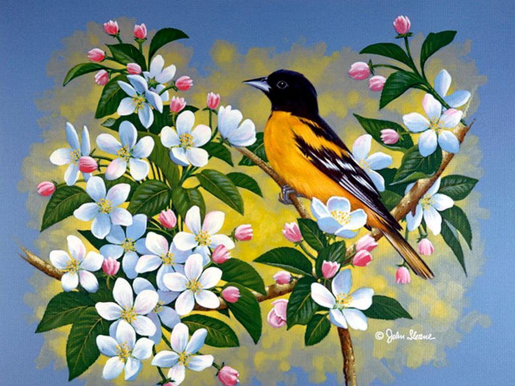 Spring Birds Desktop Wallpapers - Top Free Spring Birds Desktop ...