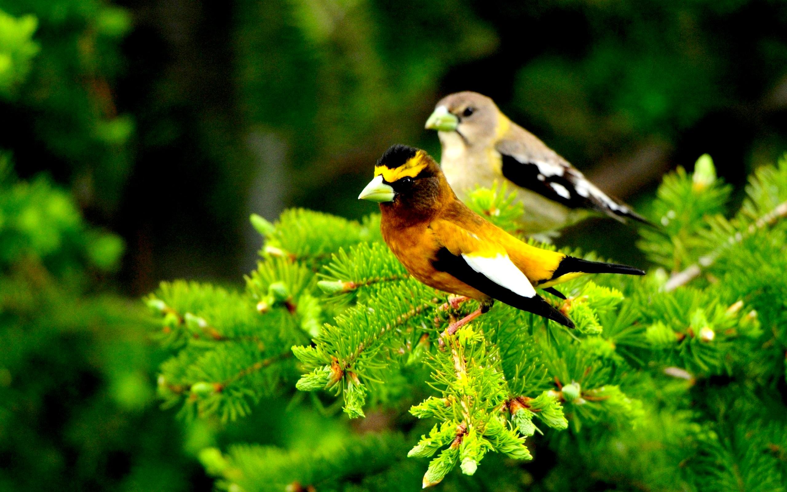 Spring Birds Desktop Wallpapers - Top Free Spring Birds Desktop ...