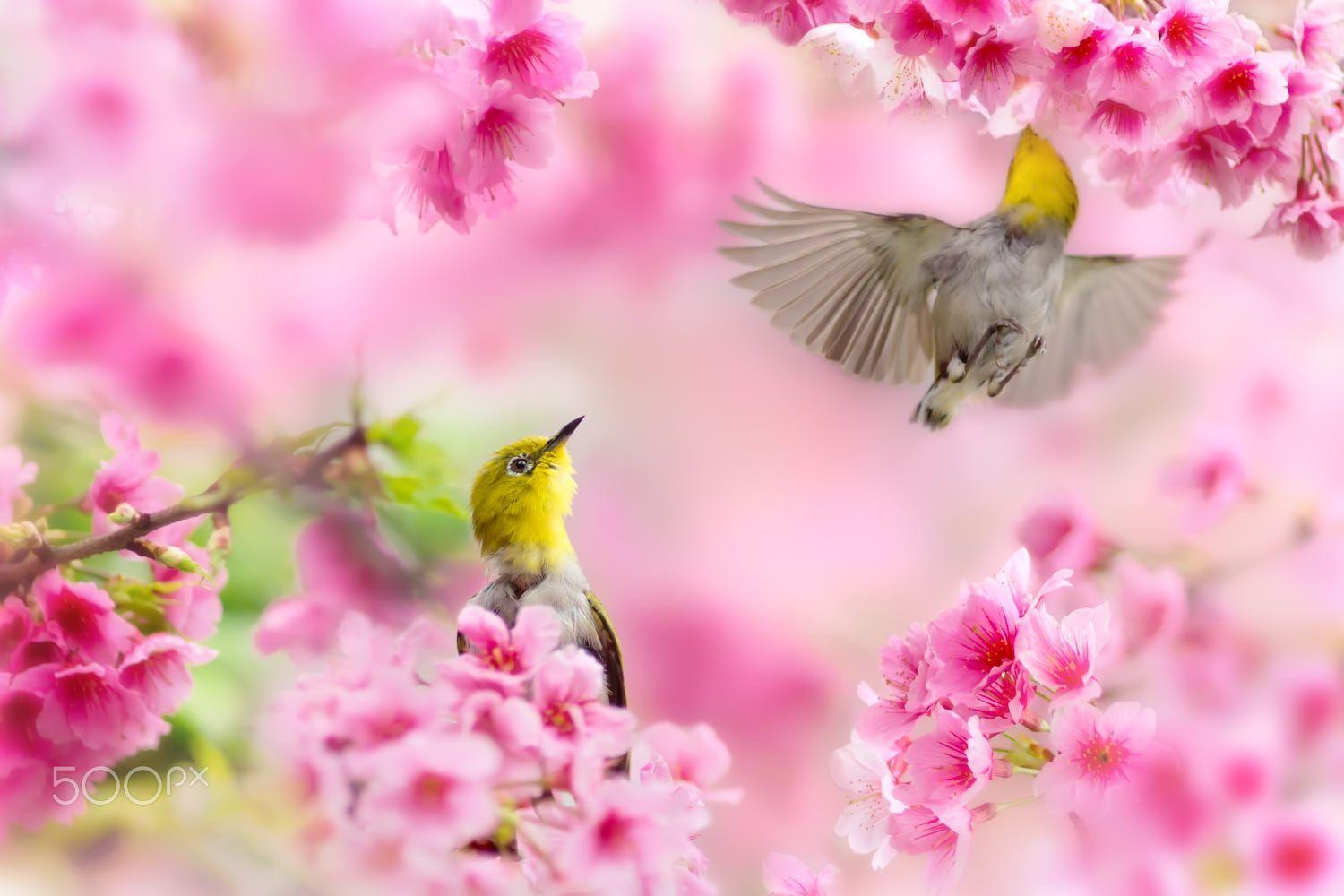 Spring Birds Desktop Wallpapers - Top Free Spring Birds Desktop ...