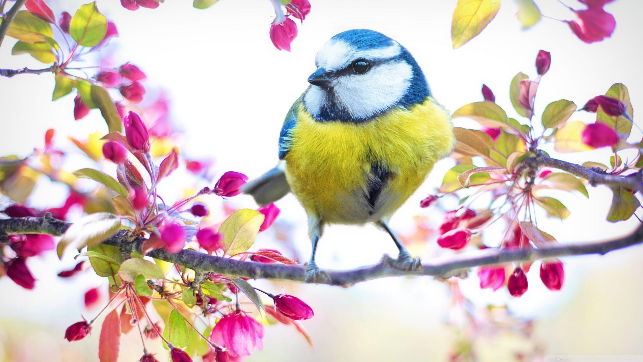 Spring Birds Desktop Wallpapers - Top Free Spring Birds Desktop ...
