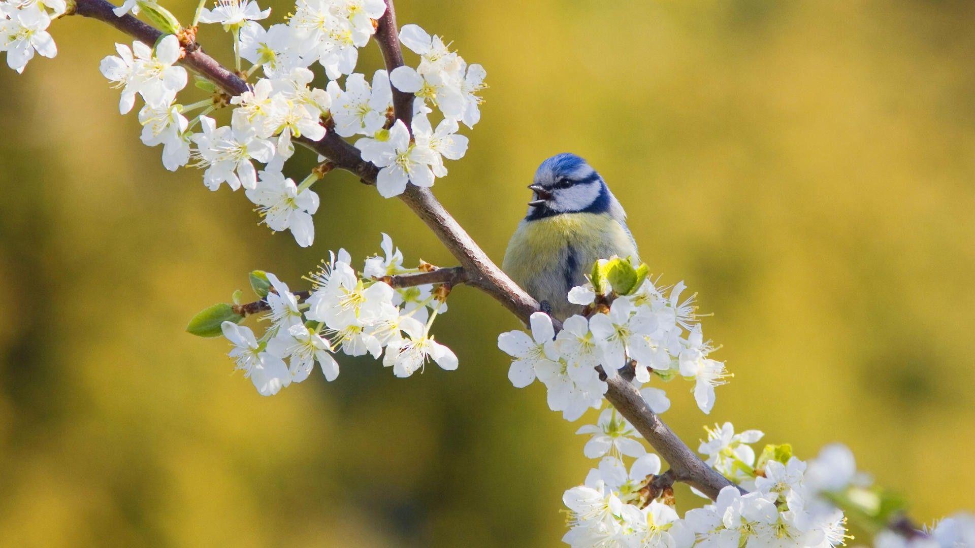 Spring Birds Desktop Wallpapers - Top Free Spring Birds Desktop ...