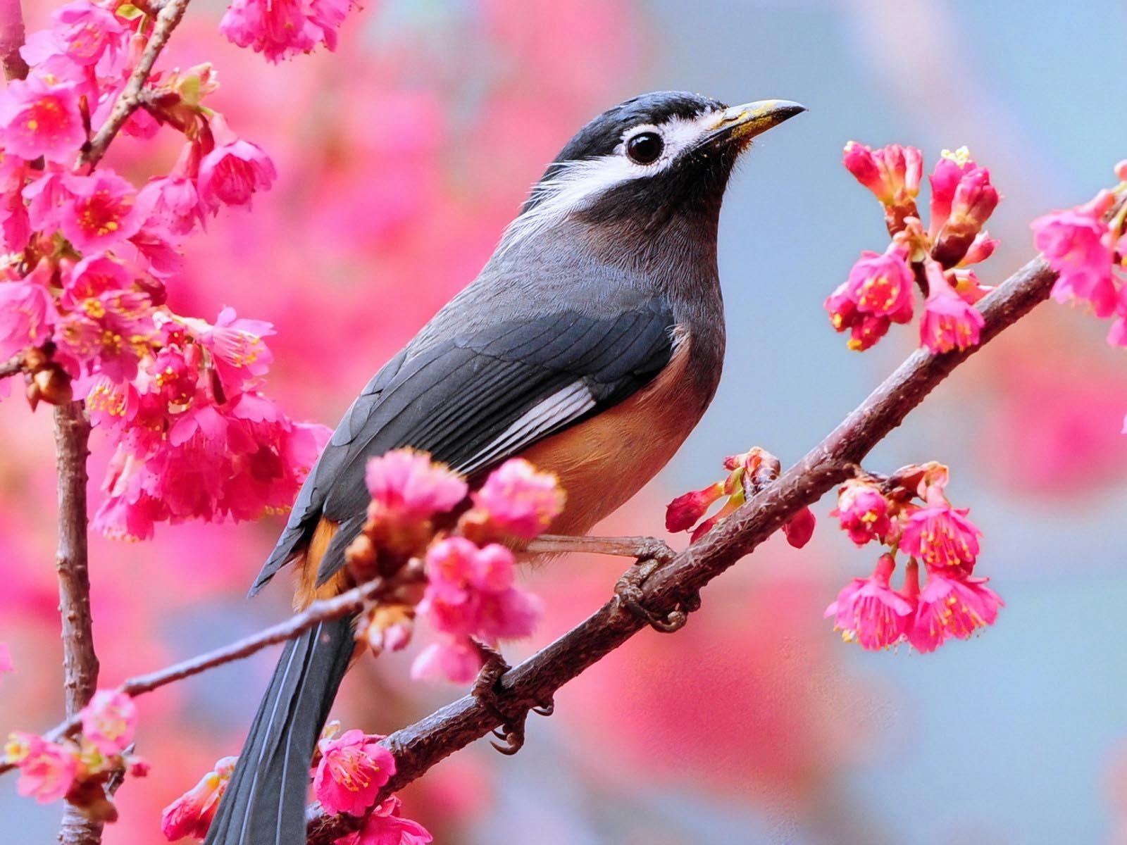 Spring Birds Desktop Wallpapers - Top Free Spring Birds Desktop ...
