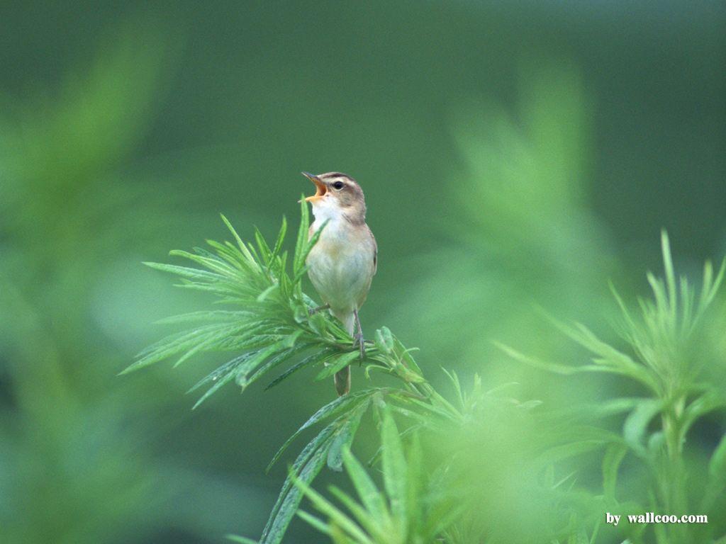 Spring Birds Desktop Wallpapers - Top Free Spring Birds Desktop ...