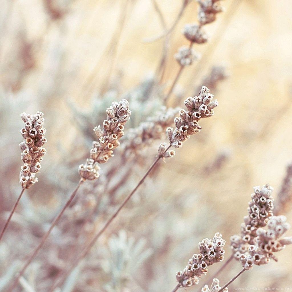 Bright iPad Wallpapers - Top Free Bright iPad Backgrounds - WallpaperAccess