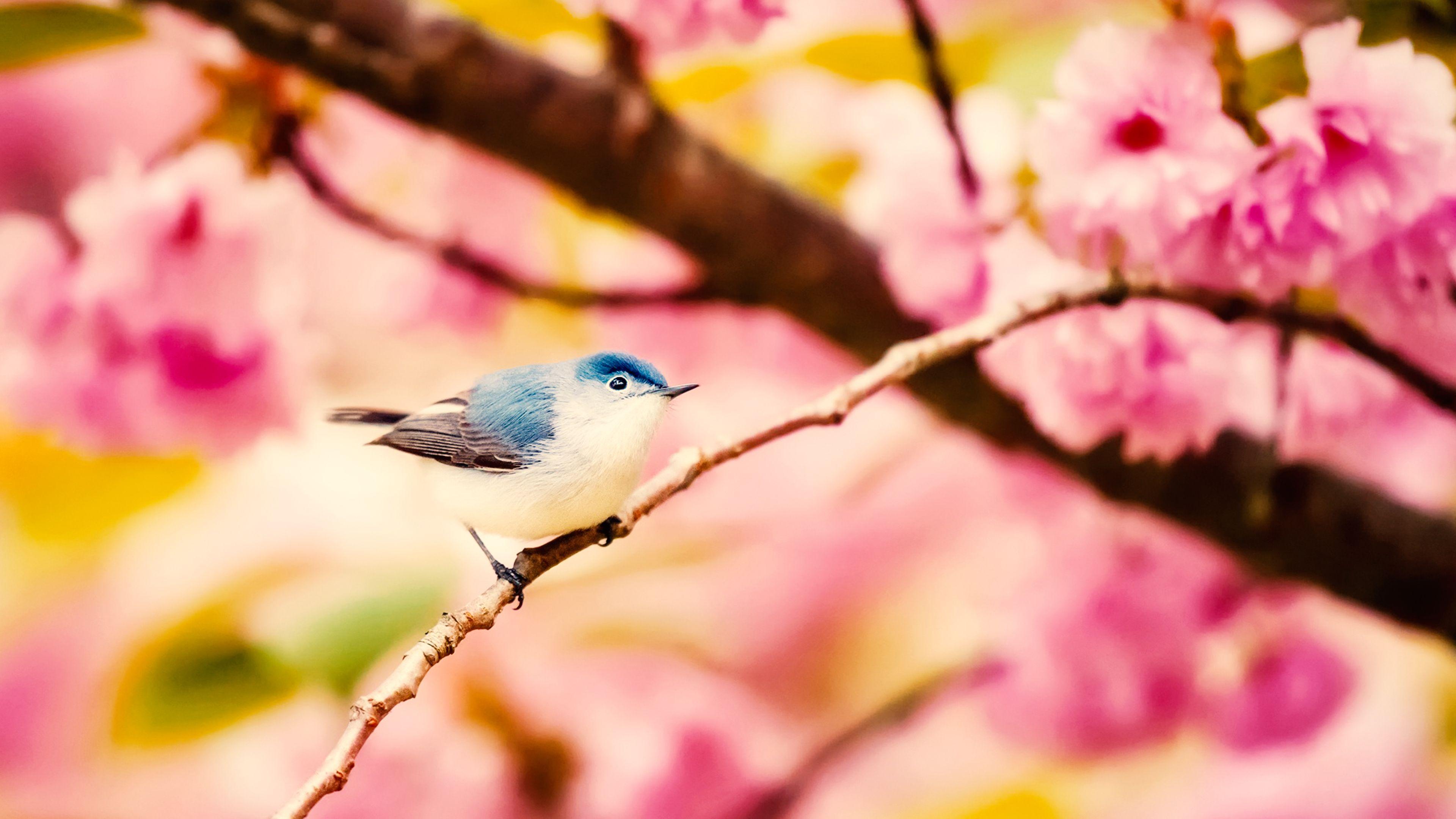 Spring Birds Desktop Wallpapers - Top Free Spring Birds Desktop ...