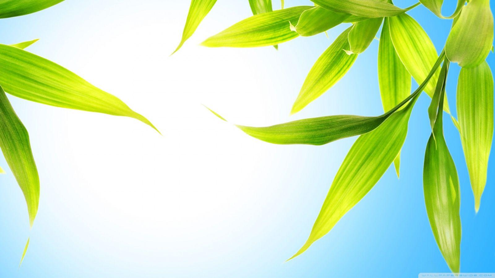 3D Leaf Wallpapers - Top Free 3D Leaf Backgrounds - WallpaperAccess