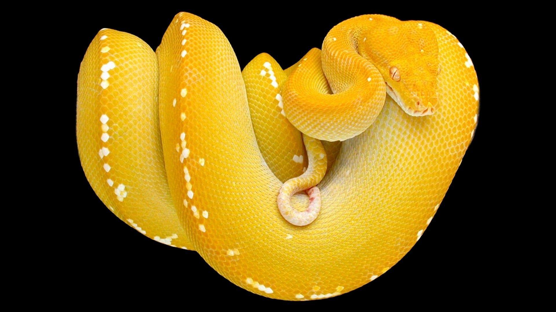 Yellow Snake Wallpapers - Top Free Yellow Snake Backgrounds ...