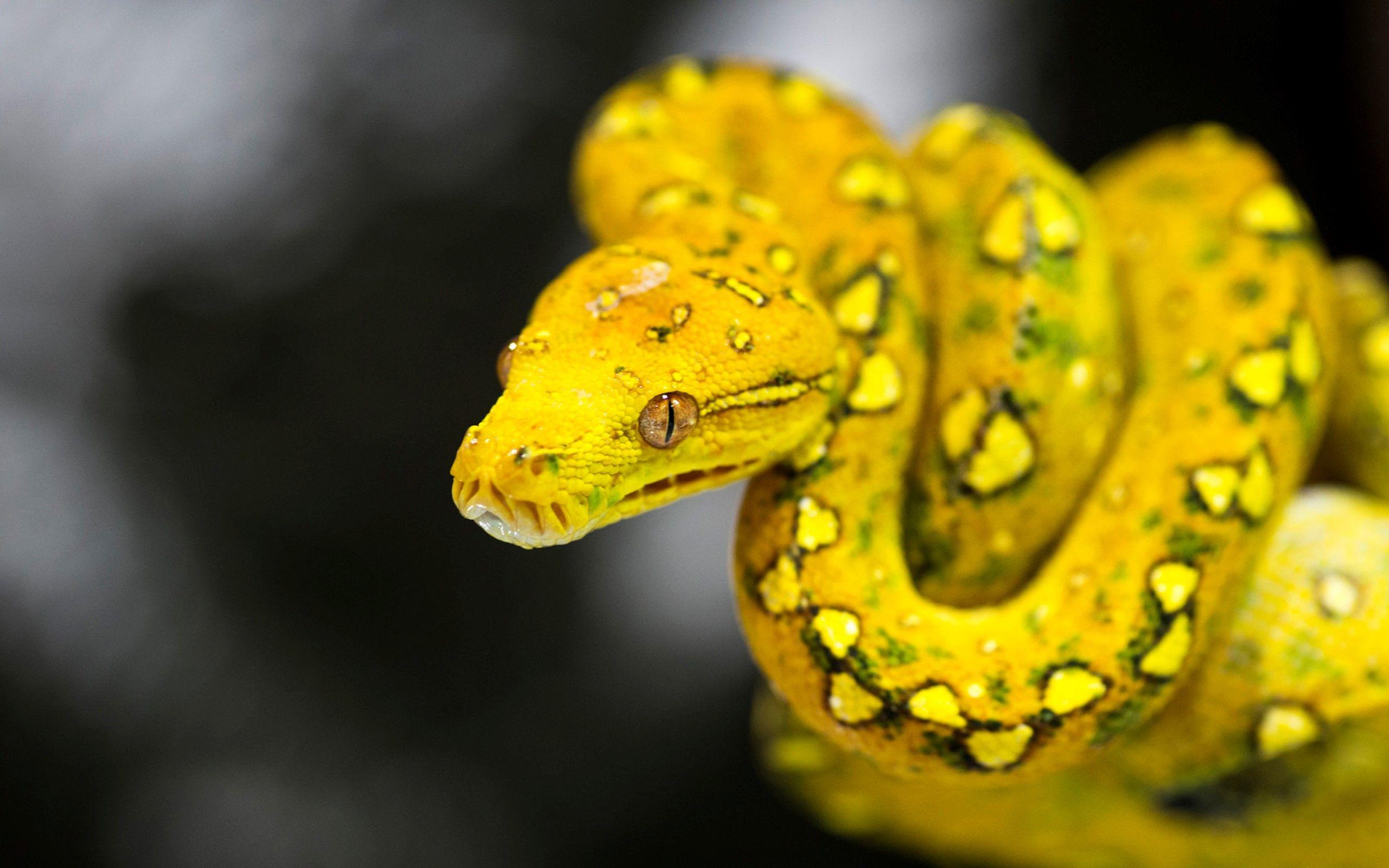 Yellow Snake Wallpapers - Top Free Yellow Snake Backgrounds ...