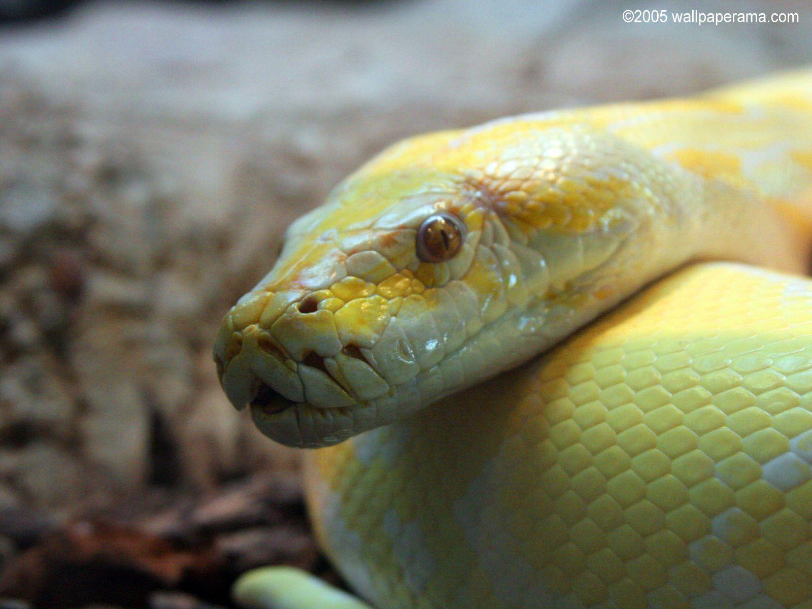Yellow Snake Wallpapers - Top Free Yellow Snake Backgrounds ...
