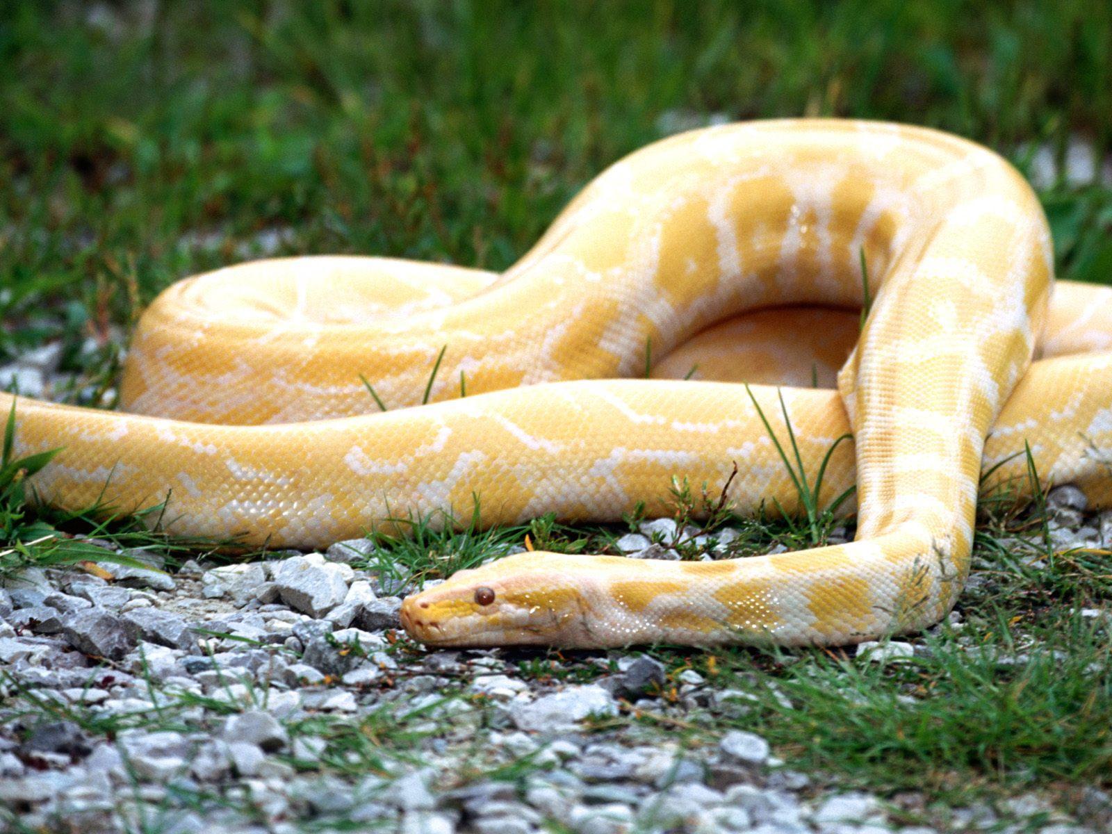 Yellow Snake Wallpapers - Top Free Yellow Snake Backgrounds ...