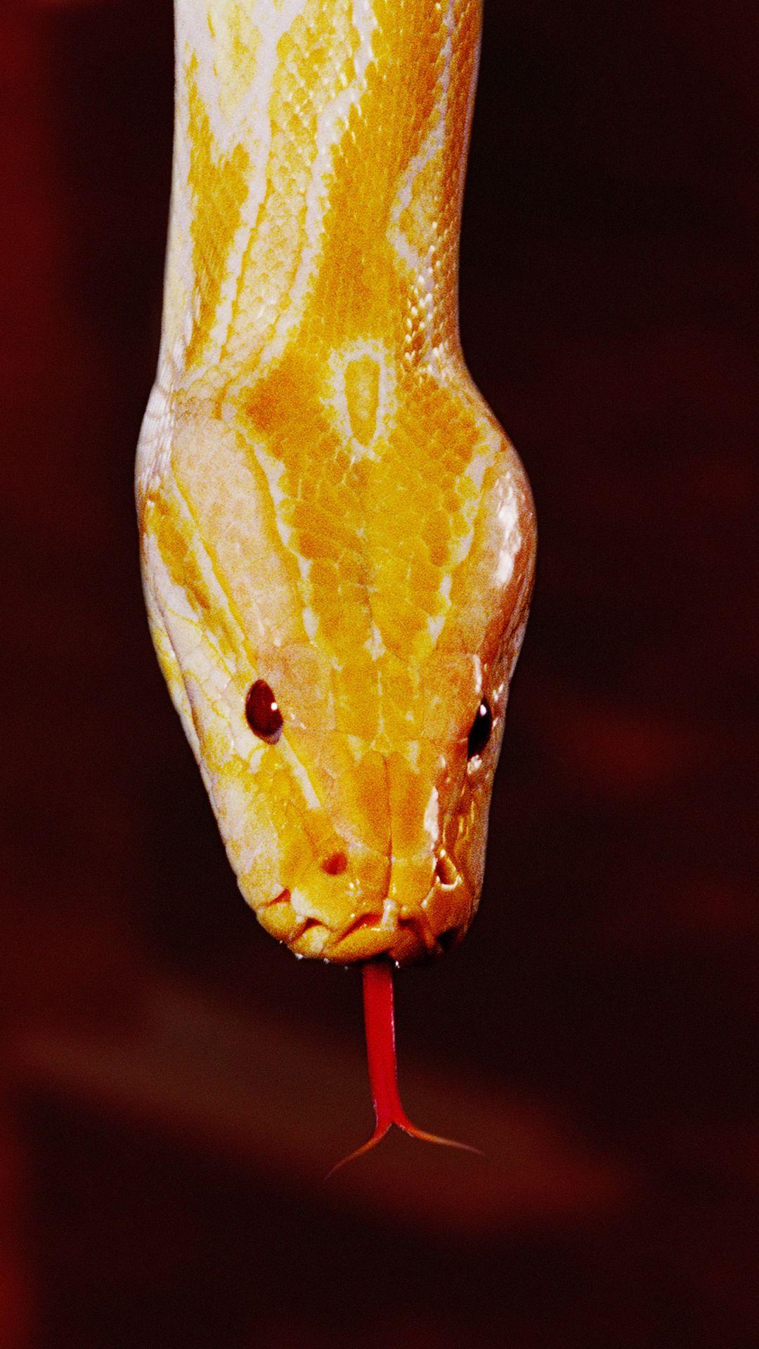 Yellow Snake Wallpapers - Top Free Yellow Snake Backgrounds ...