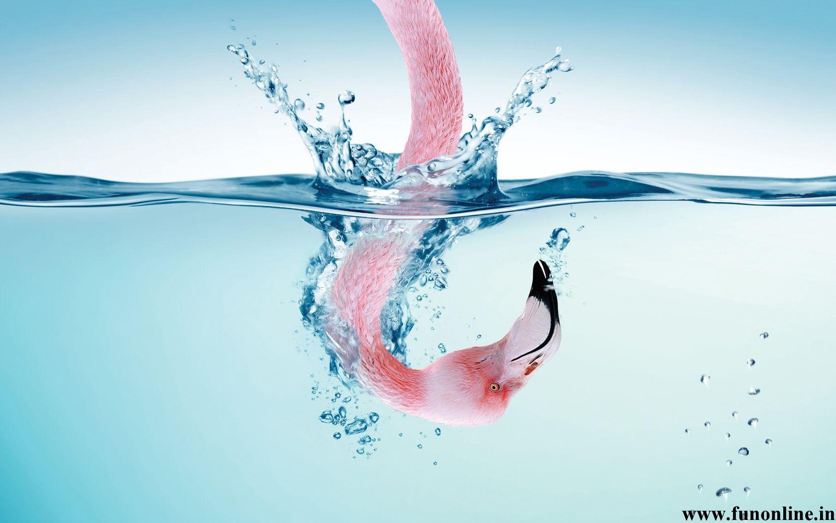 Flamingo Beach Wallpapers - Top Free Flamingo Beach Backgrounds ...