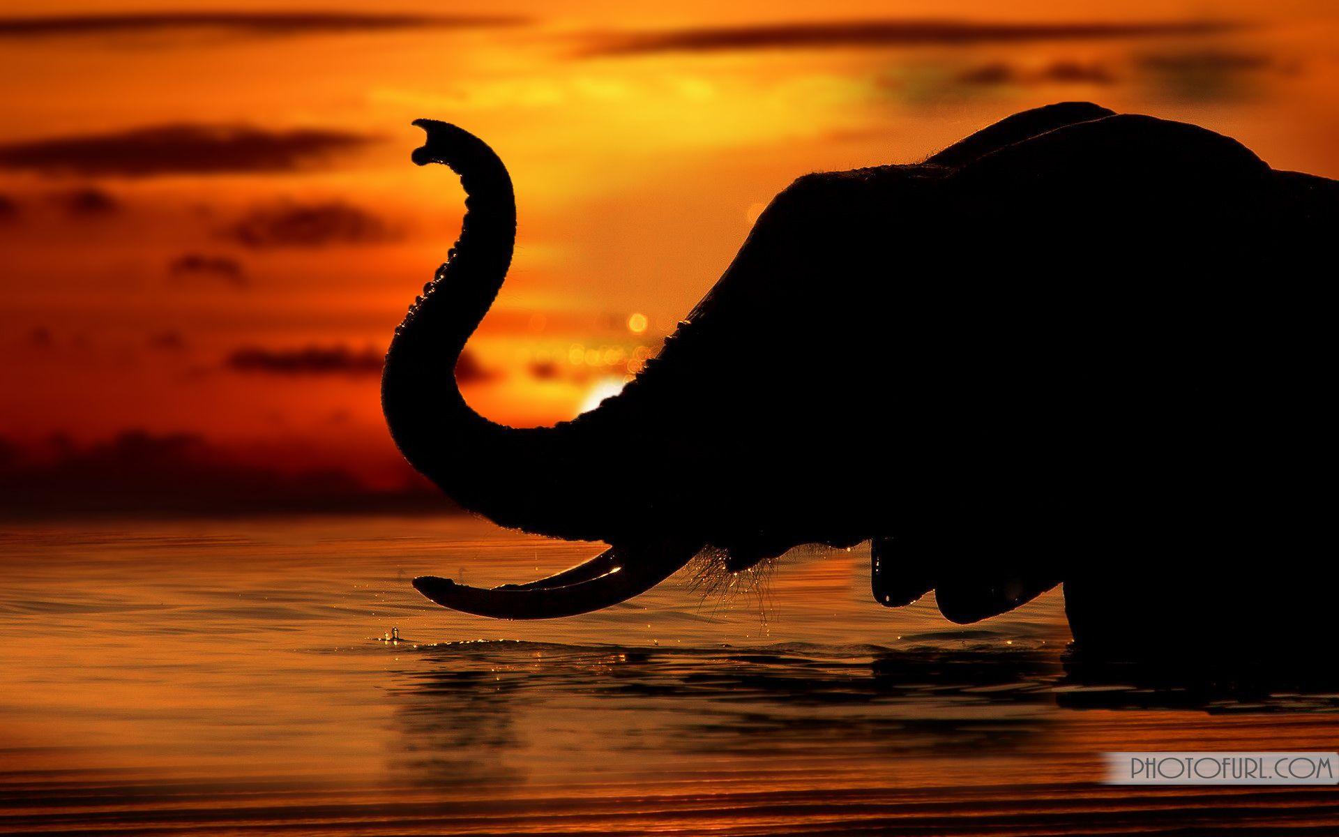 Elephant Computer Wallpapers - Top Free Elephant Computer Backgrounds ...