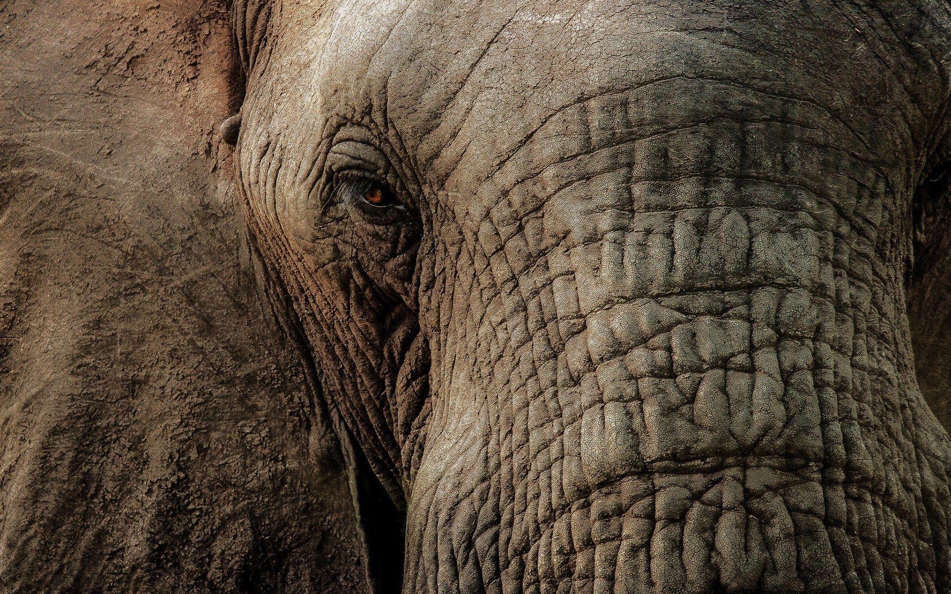 Elephant Computer Wallpapers - Top Free Elephant Computer Backgrounds ...