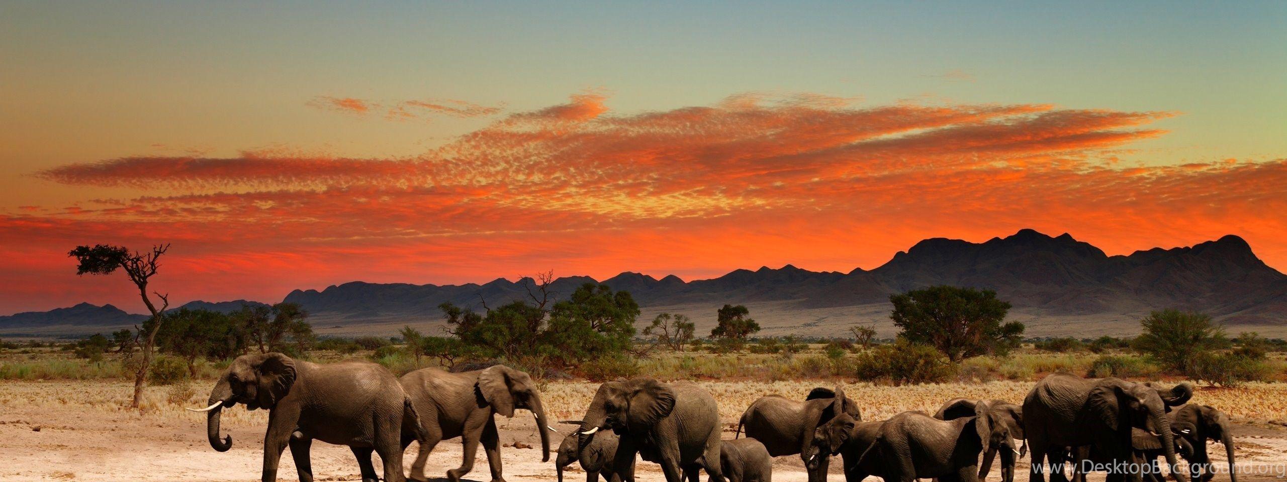 Elephant Computer Wallpapers - Top Free Elephant Computer Backgrounds ...