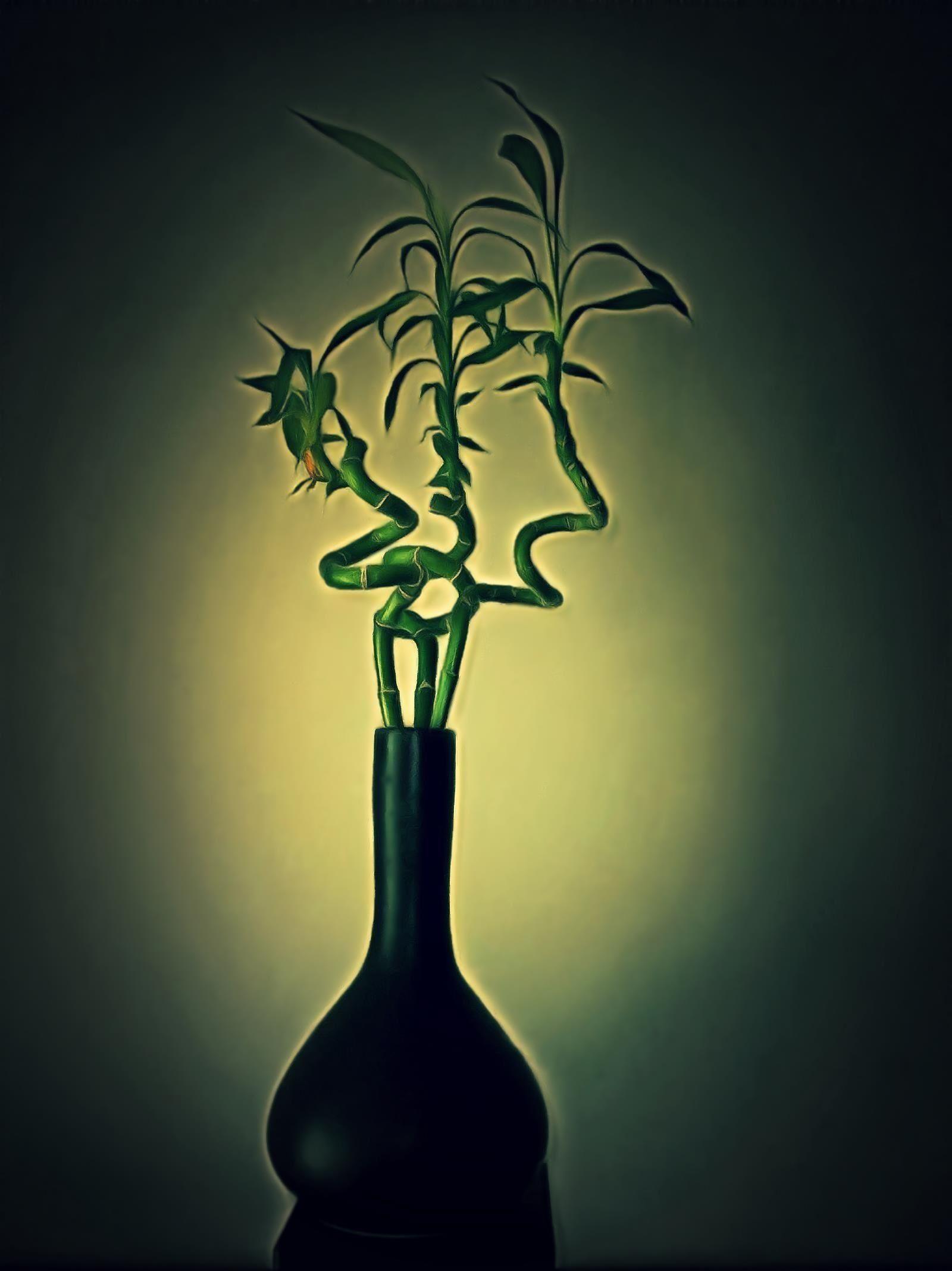 Lucky Bamboo Wallpapers - Top Free Lucky Bamboo Backgrounds ...