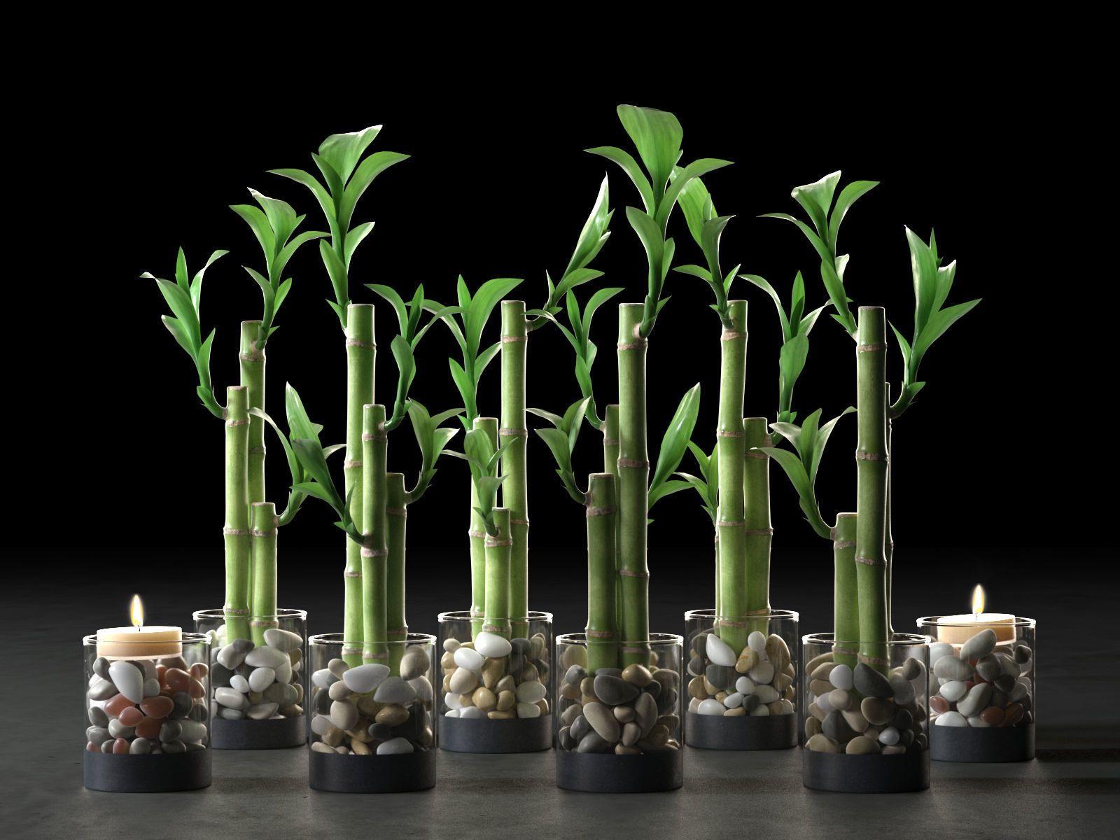 Lucky Bamboo Wallpapers - Top Free Lucky Bamboo Backgrounds ...