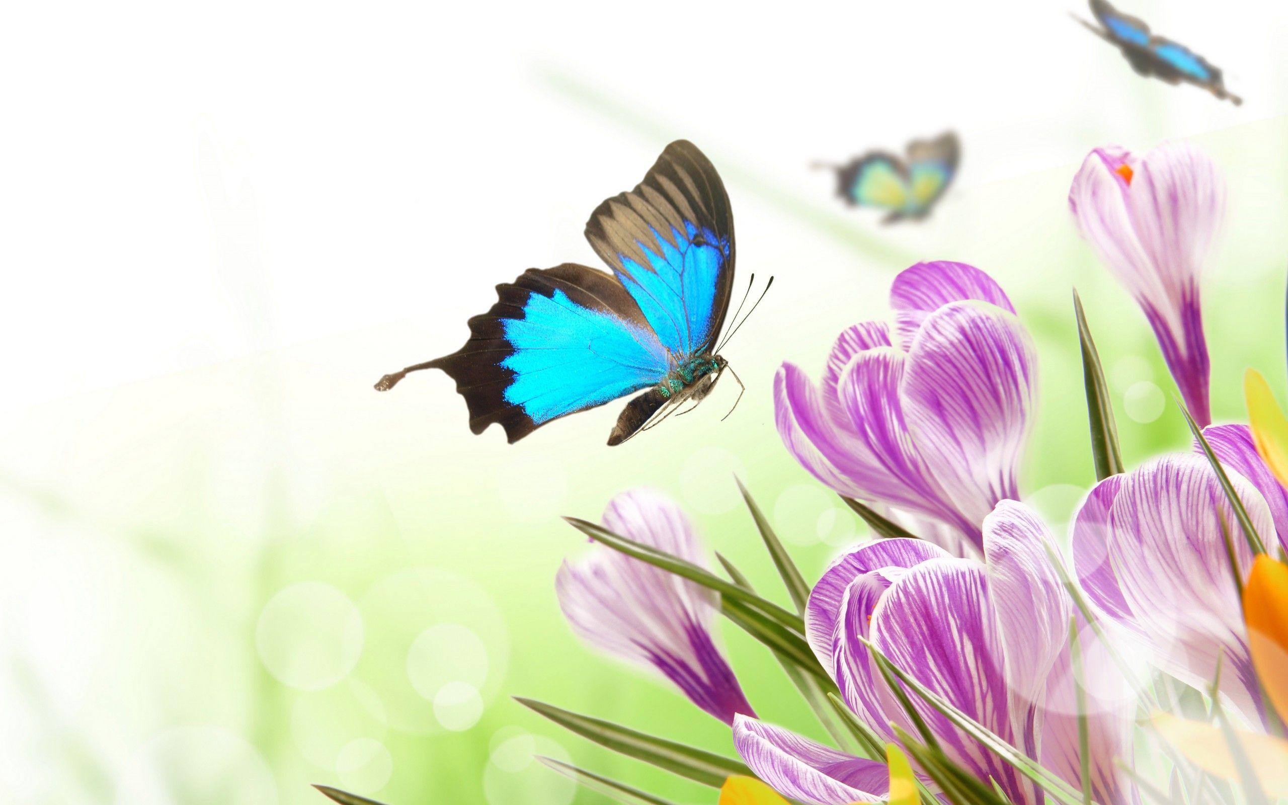 Spring Flowers and Butterflies Wallpapers - Top Free Spring Flowers and ...