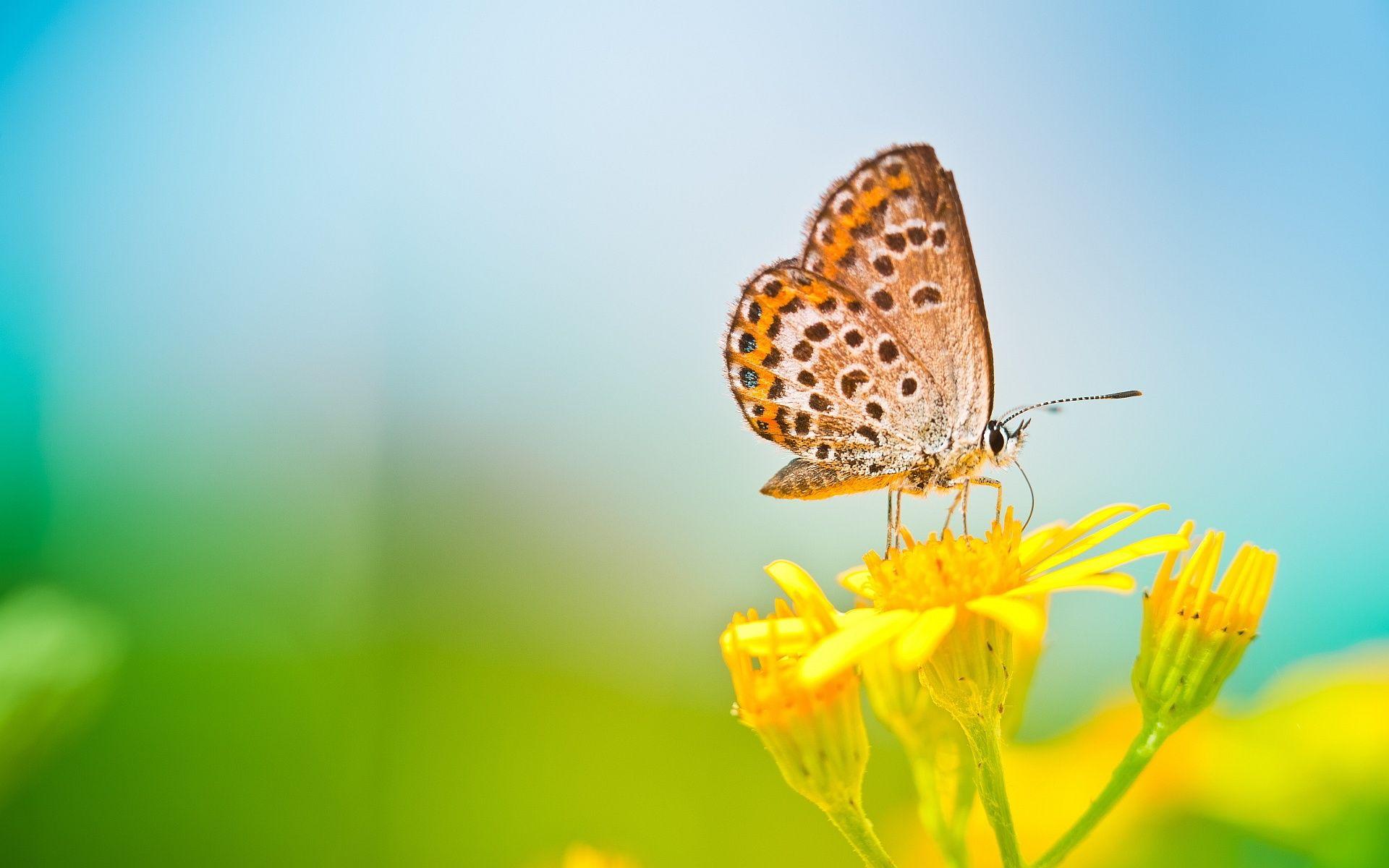 Spring Butterfly Wallpapers - Top Free Spring Butterfly Backgrounds ...