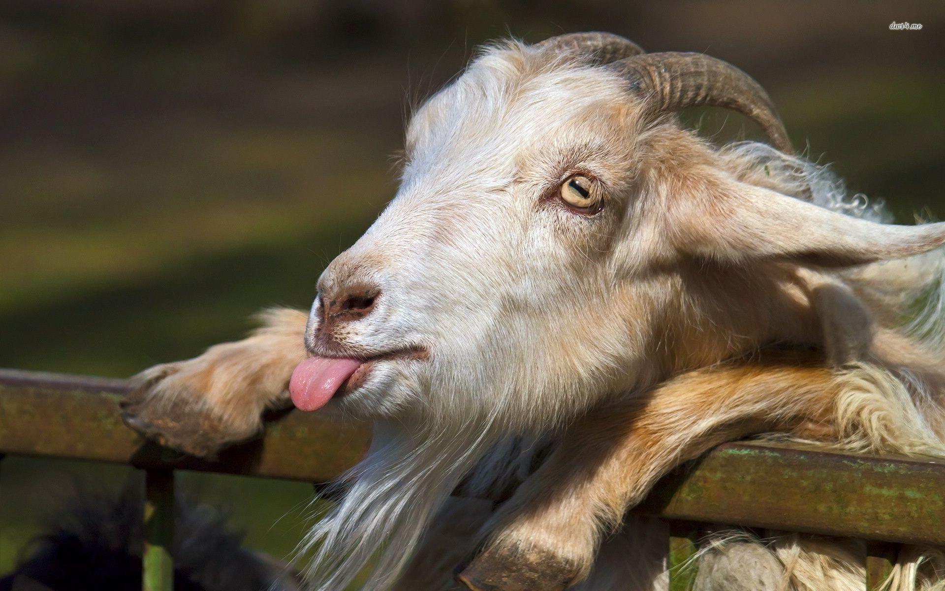 Goat HD Wallpapers - Top Free Goat HD Backgrounds - WallpaperAccess