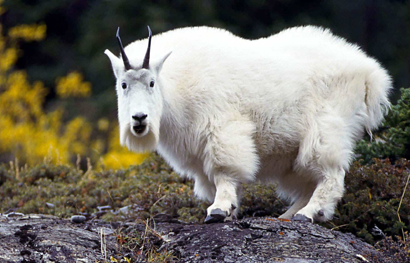 Cool Goat Wallpapers - Top Free Cool Goat Backgrounds - WallpaperAccess