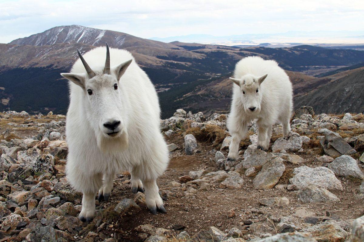 Mountain Goat Wallpapers - Top Free Mountain Goat Backgrounds ...