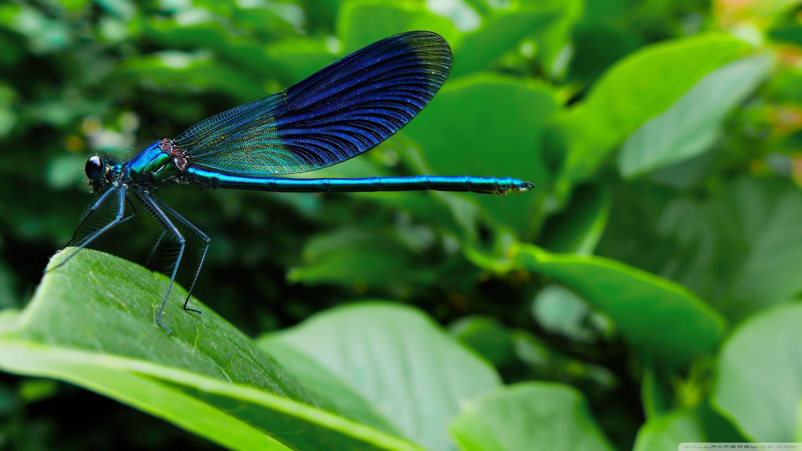 Dragonfly HD Wallpapers - Top Free Dragonfly HD Backgrounds ...