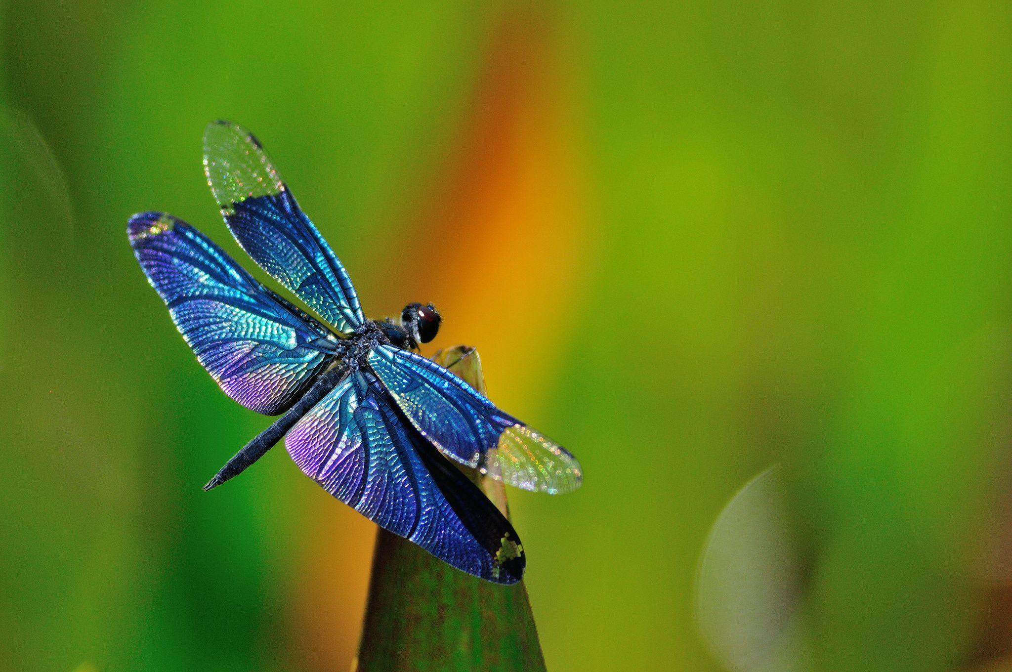 Dragonfly HD Wallpapers - Top Free Dragonfly HD Backgrounds ...