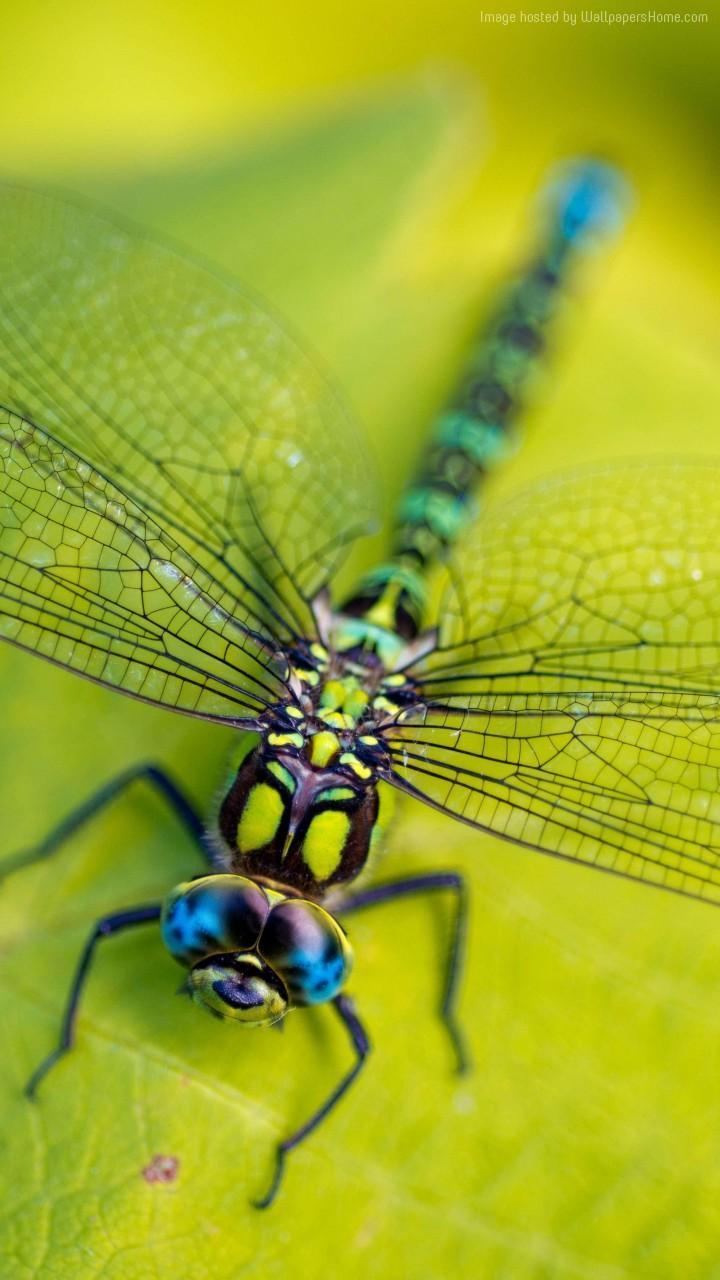 Dragonfly HD Wallpapers - Top Free Dragonfly HD Backgrounds ...
