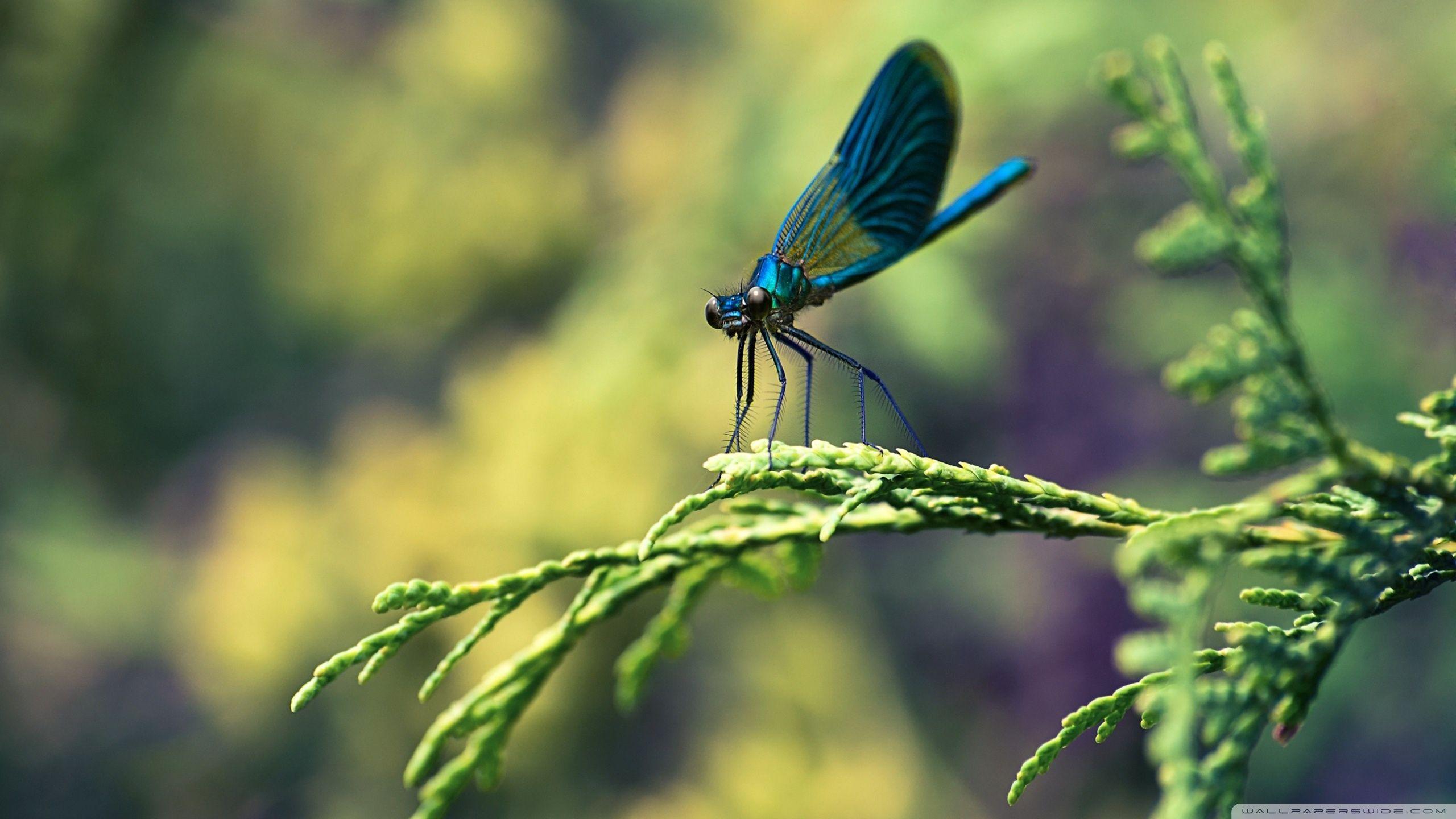 Dragonfly HD Wallpapers - Top Free Dragonfly HD Backgrounds ...