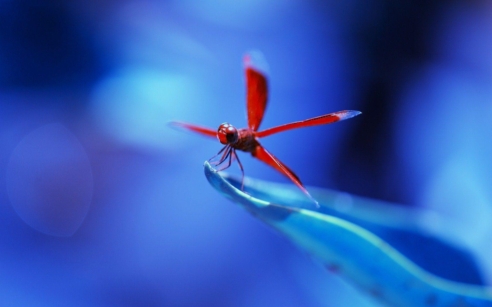 Dragonfly HD Wallpapers - Top Free Dragonfly HD Backgrounds ...