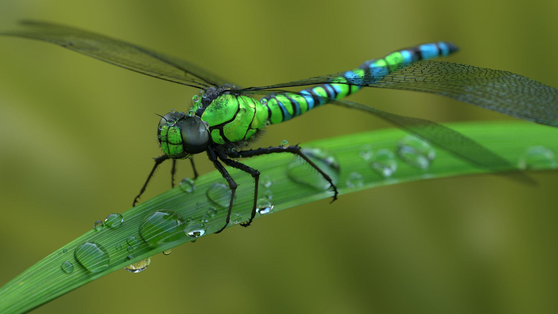 Dragonfly Desktop Wallpapers - Top Free Dragonfly Desktop Backgrounds ...