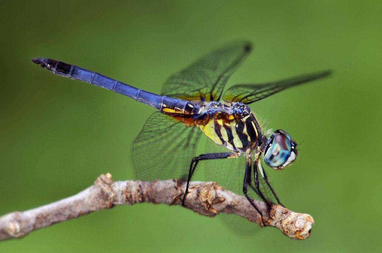 Dragonfly HD Wallpapers - Top Free Dragonfly HD Backgrounds ...