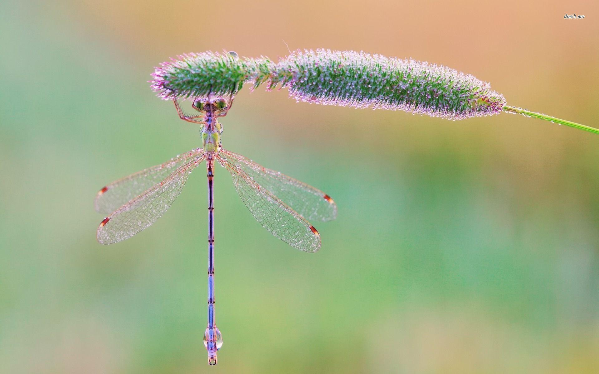Dragonfly HD Wallpapers - Top Free Dragonfly HD Backgrounds ...