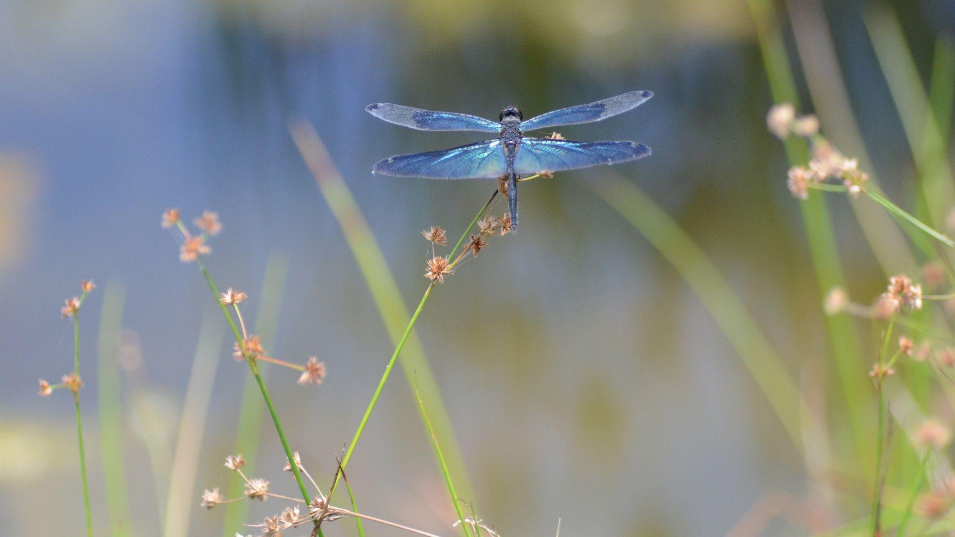 Dragonfly HD Wallpapers - Top Free Dragonfly HD Backgrounds ...