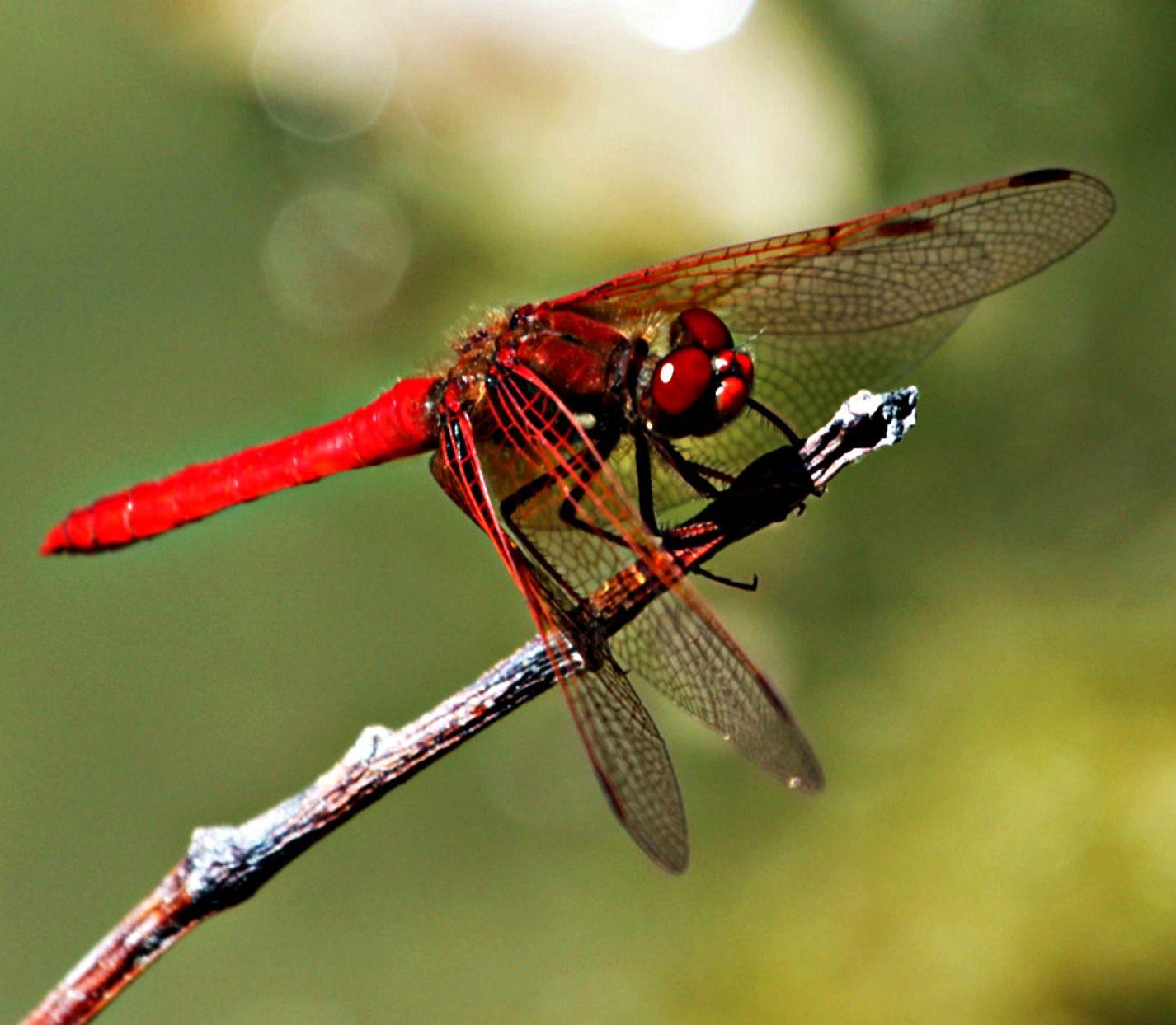 Dragonfly HD Wallpapers - Top Free Dragonfly HD Backgrounds ...