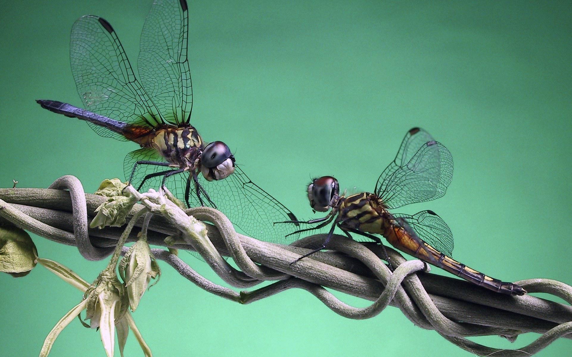 Dragonfly HD Wallpapers - Top Free Dragonfly HD Backgrounds ...