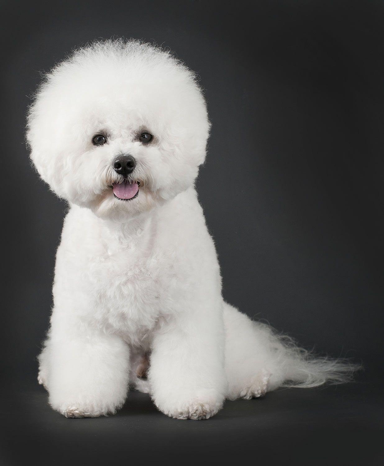 Bichon Frise Wallpapers - Top Free Bichon Frise Backgrounds ...