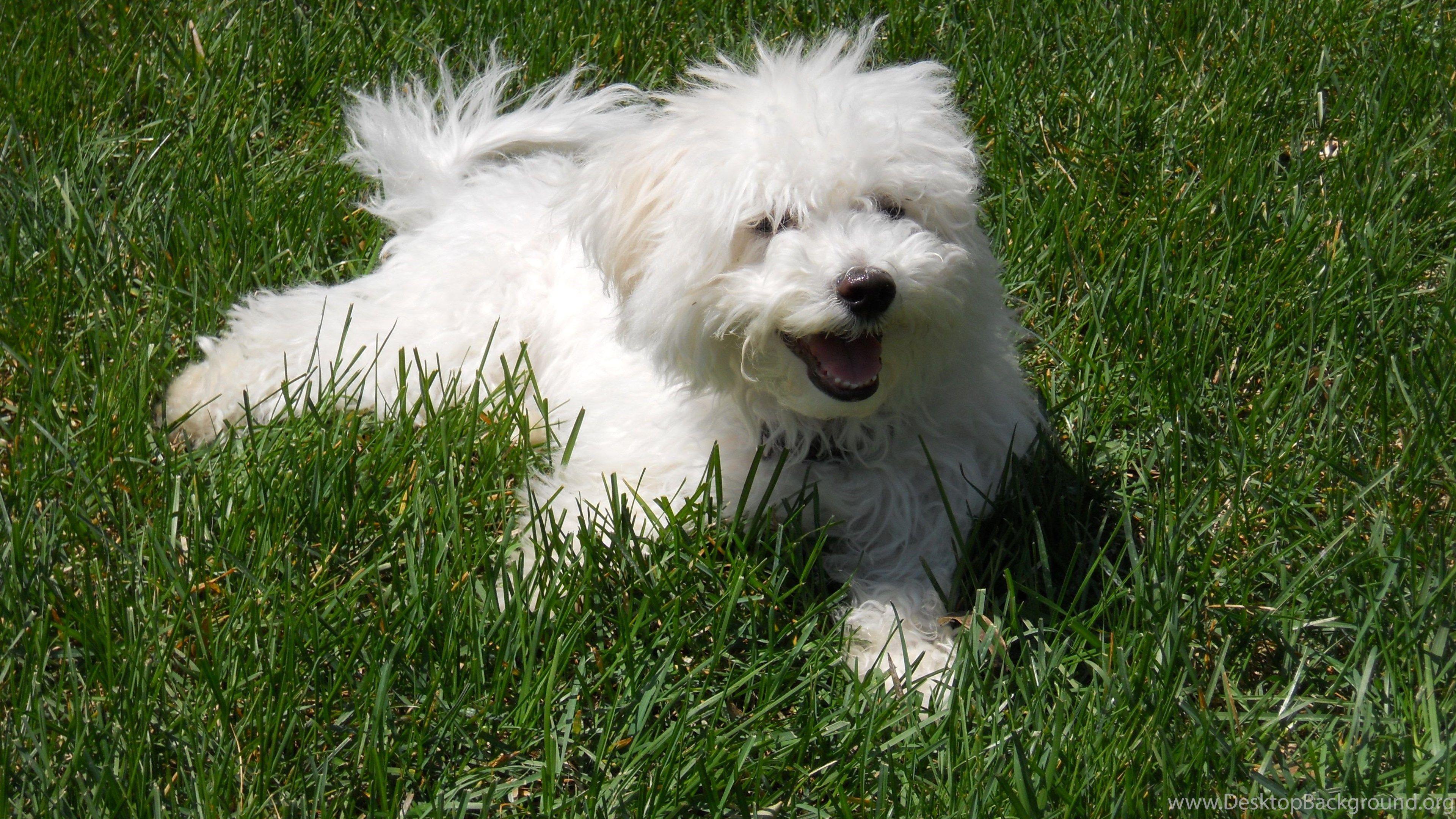 Bichon Wallpapers - Top Free Bichon Backgrounds - WallpaperAccess