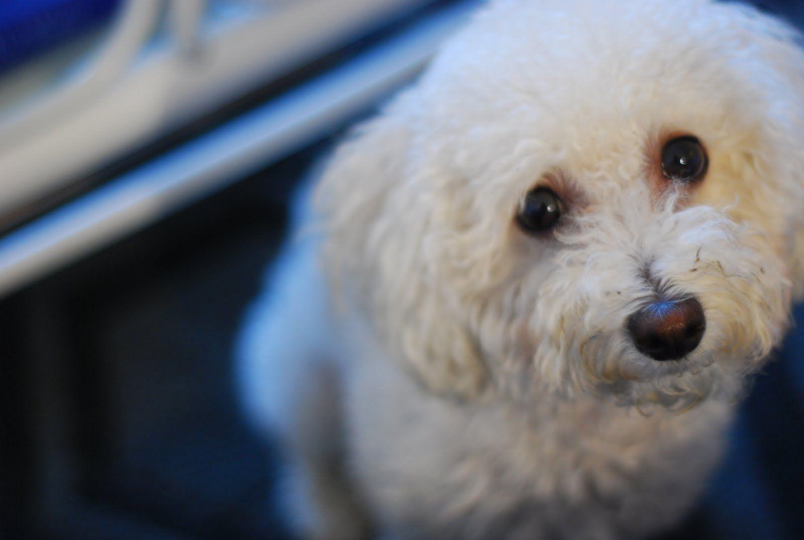 Bichon Frise Wallpapers - Top Free Bichon Frise Backgrounds ...