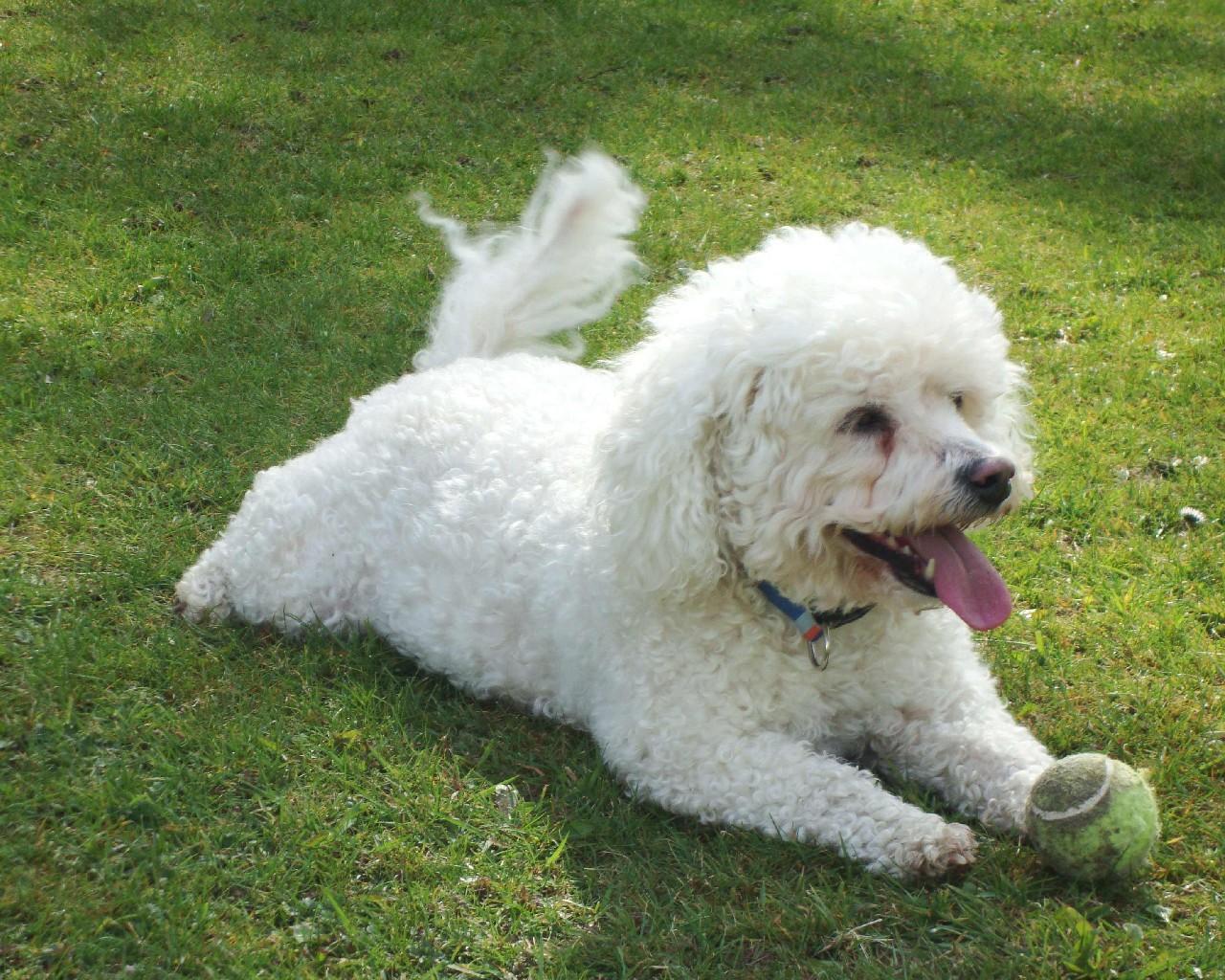 Bichon Frise Wallpapers - Top Free Bichon Frise Backgrounds ...