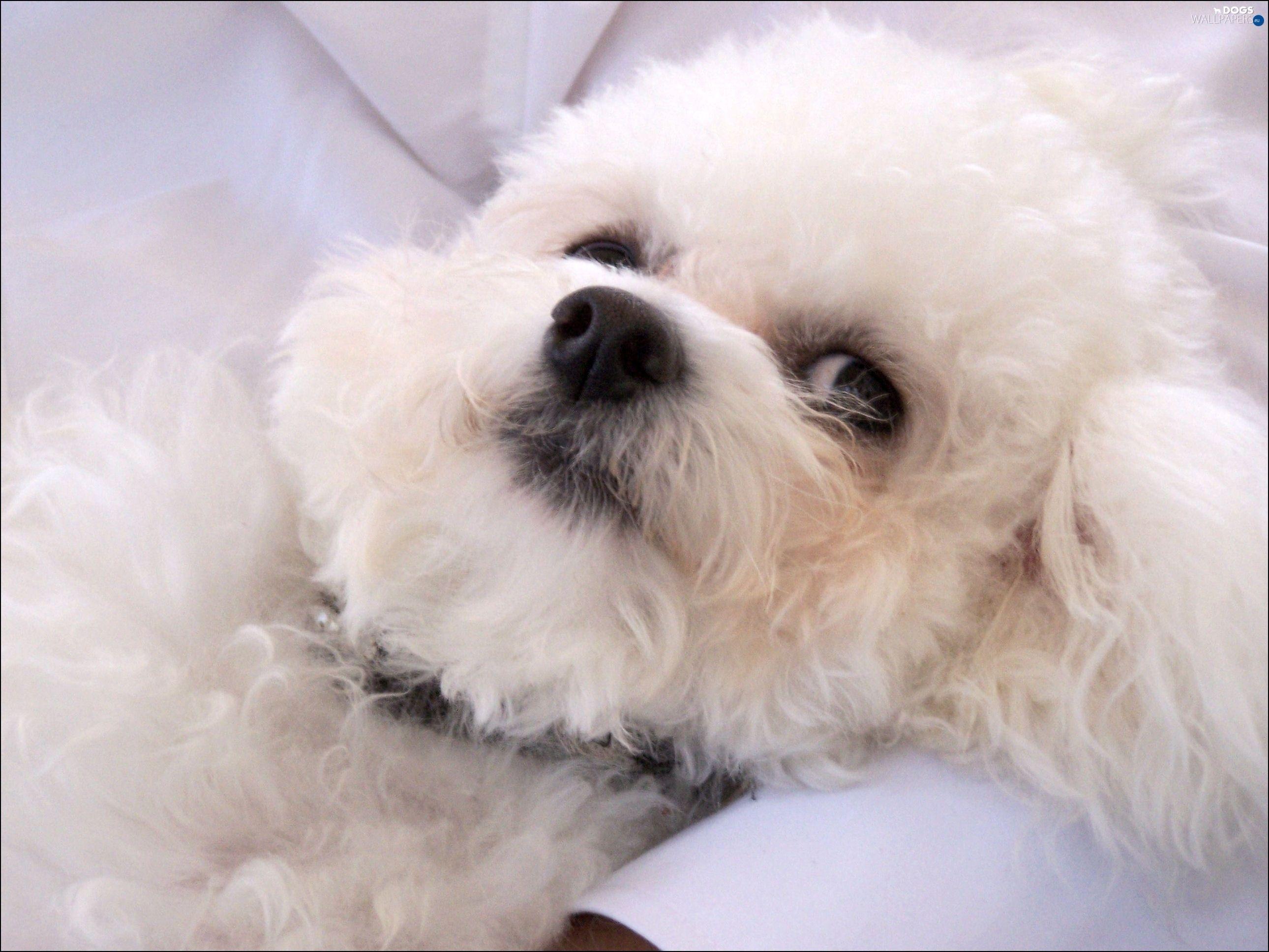 Bichon Frise Wallpapers - Top Free Bichon Frise Backgrounds ...