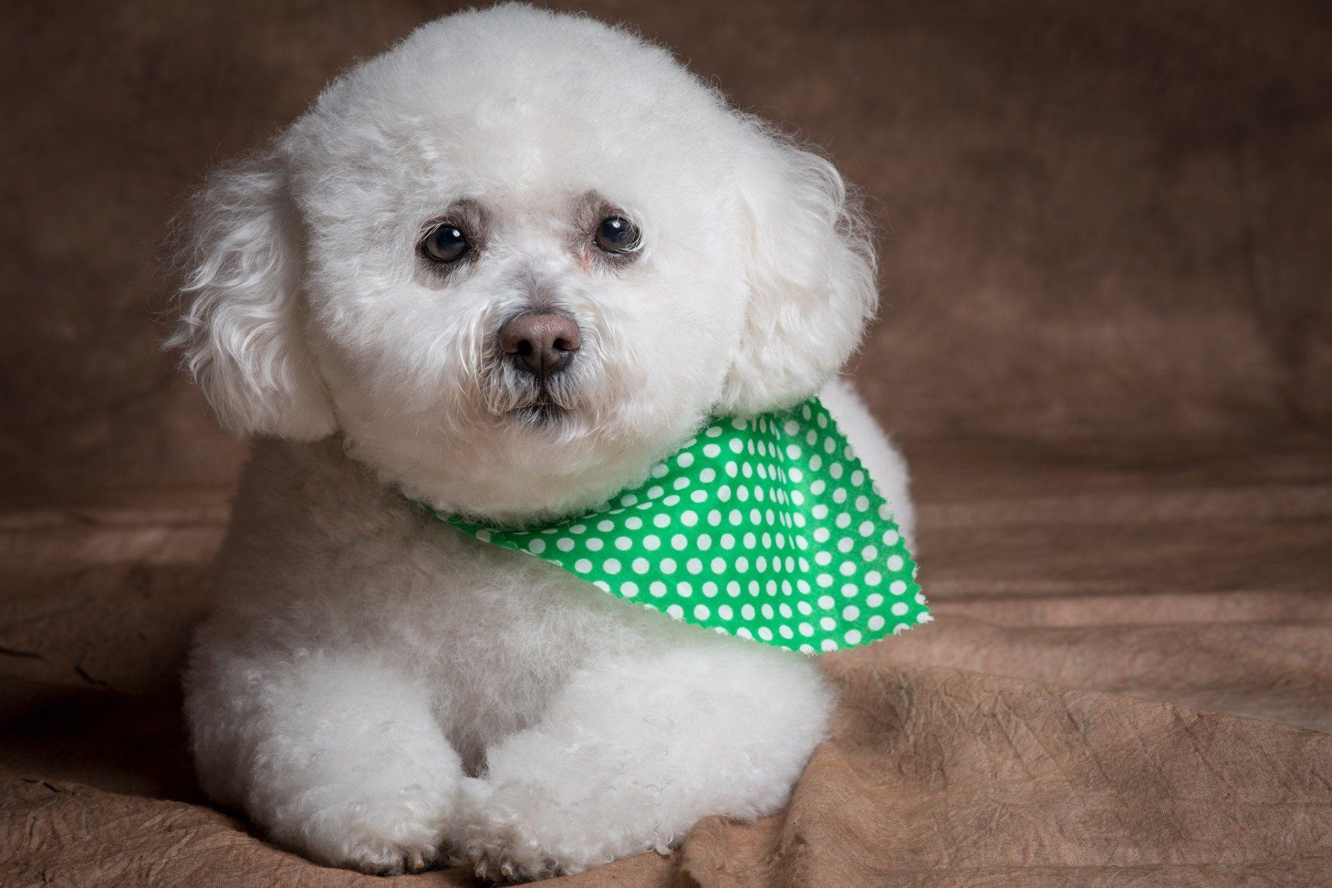 Bichon Frise Wallpapers - Top Free Bichon Frise Backgrounds ...